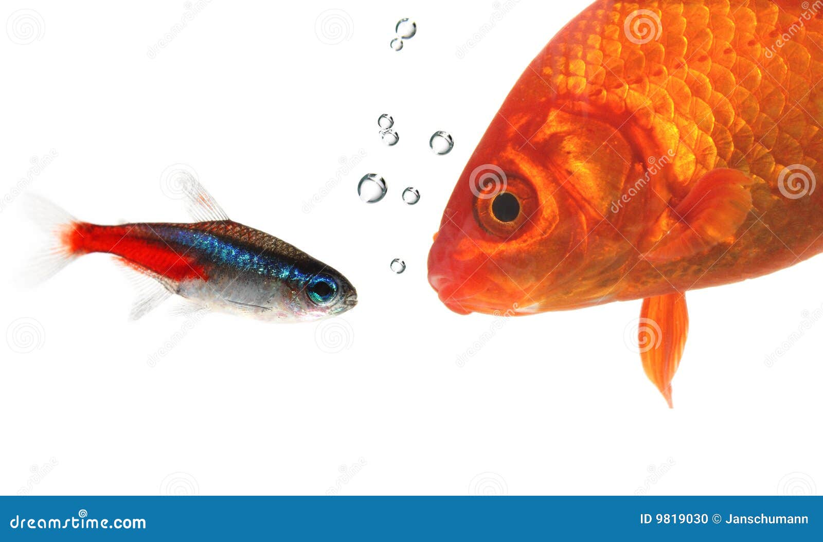 Fishes Holding a Conversation Stock Photo - Image of little, goldfish ...