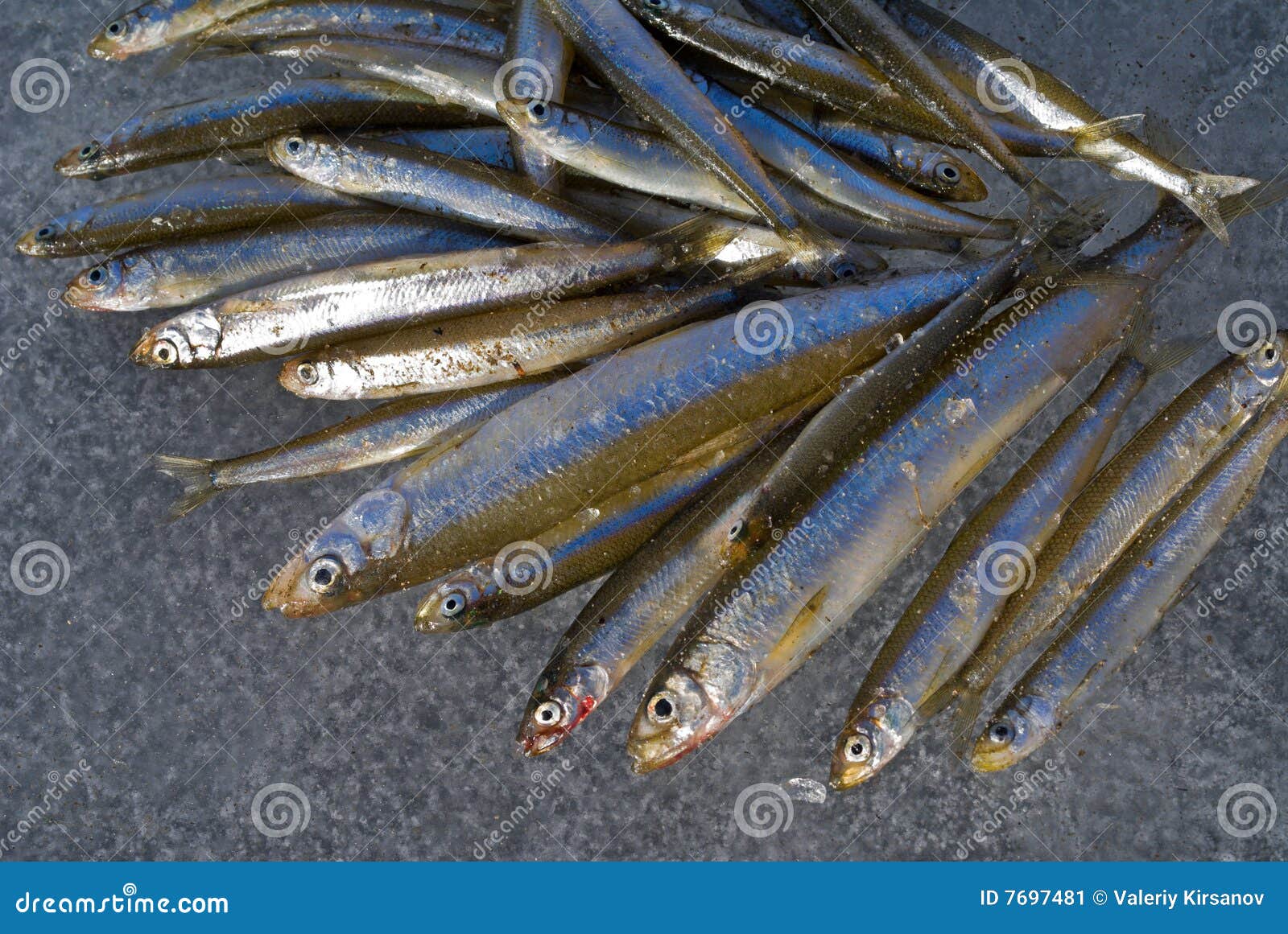 Fishes on Ice 2 stock image. Image of seafood, fish, outdoors - 7697481