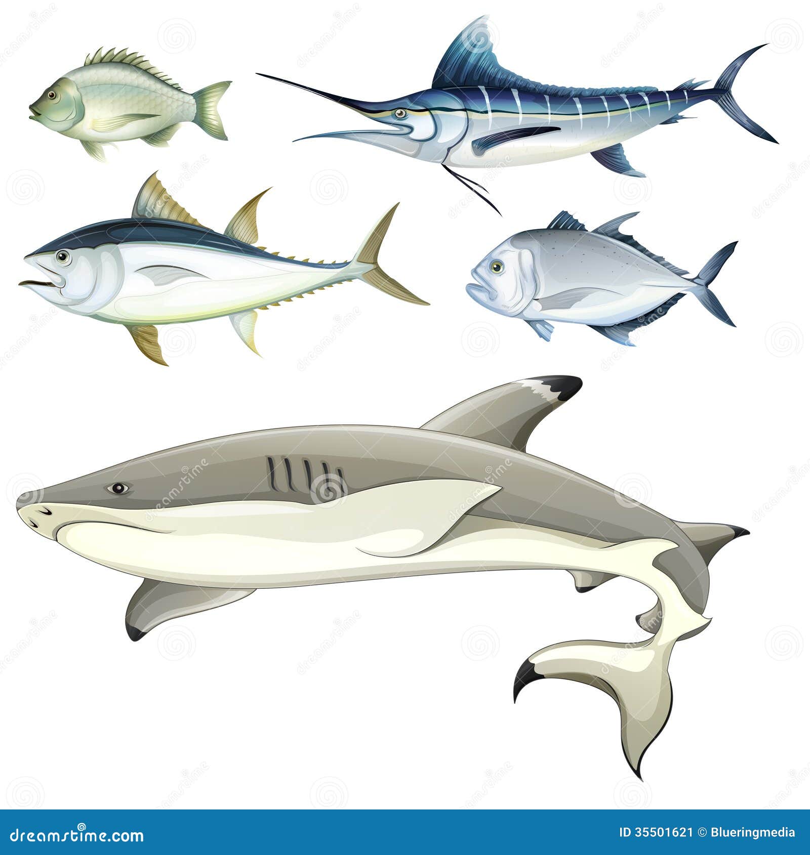 Fishes stock vector. Illustration of keepers, craniate - 35501621
