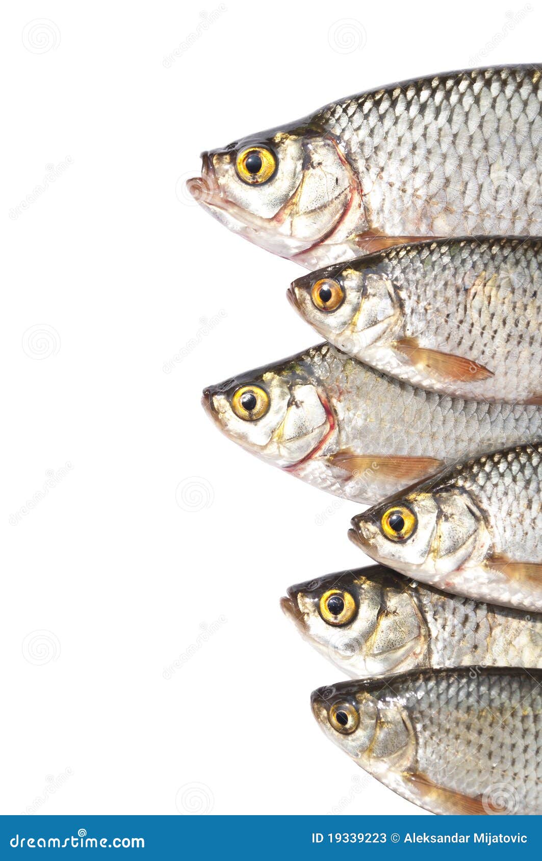 Fishes isolated on white stock image. Image of health - 19339223