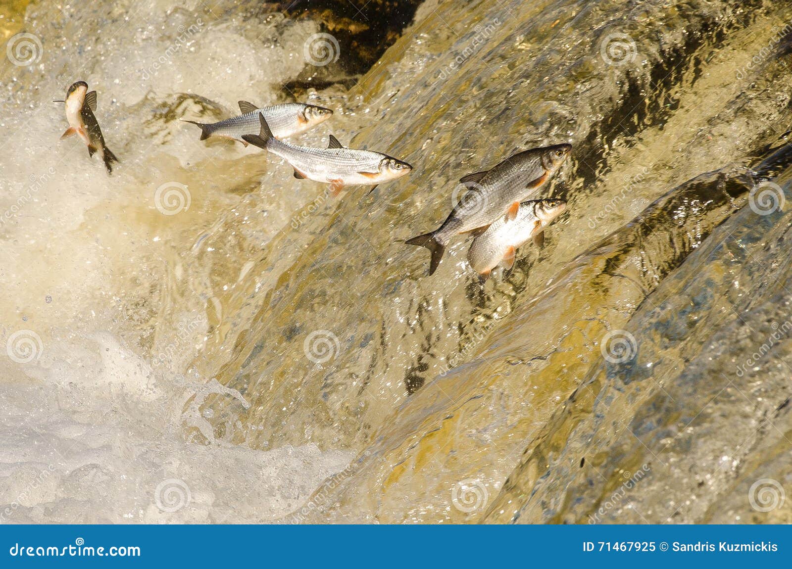 Fishes Jumping Up the Falls Stock Image - Image of latvija, jump: 71467925