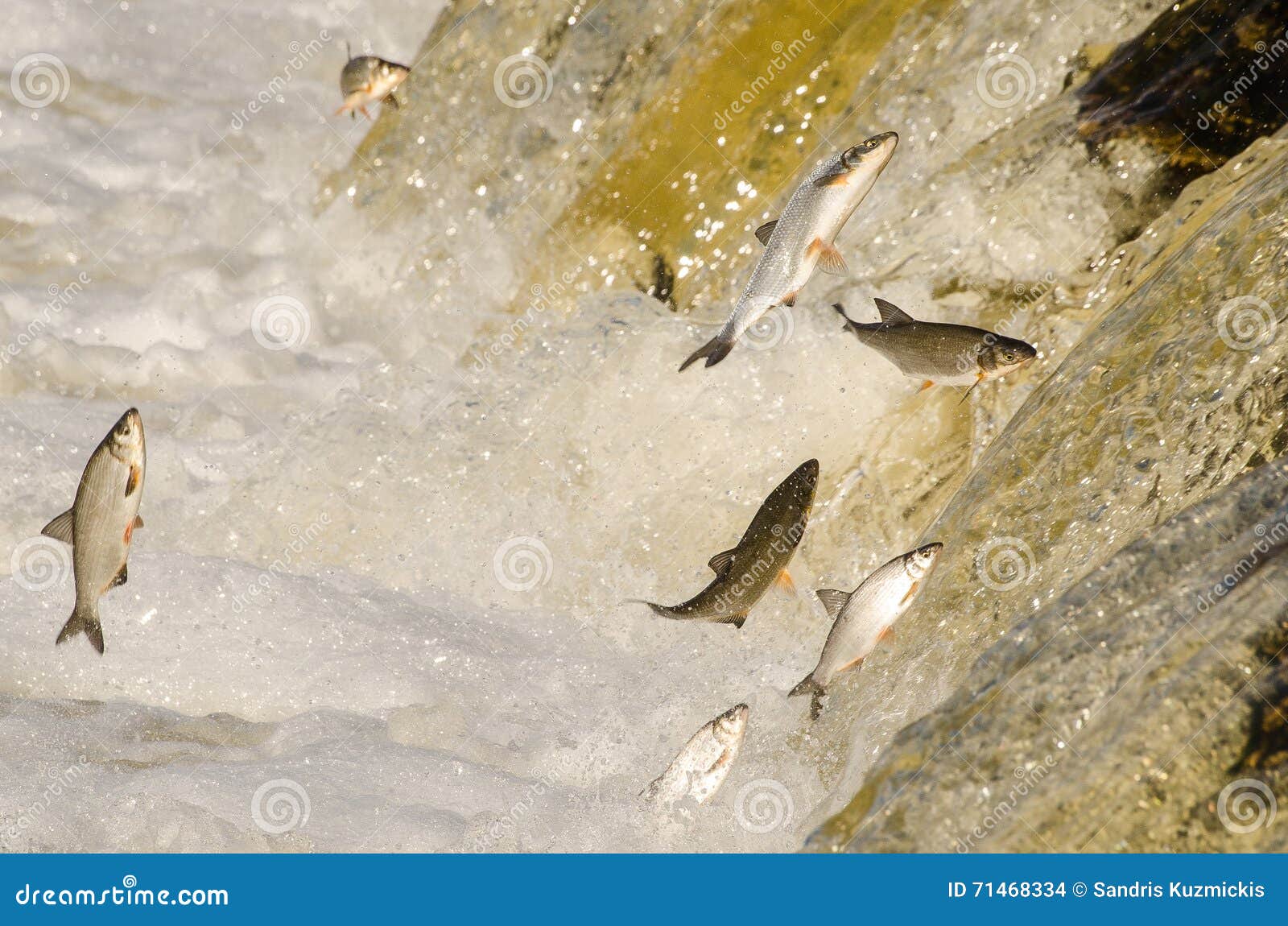 Fishes Jumping Up the Falls Stock Photo - Image of national, migration ...