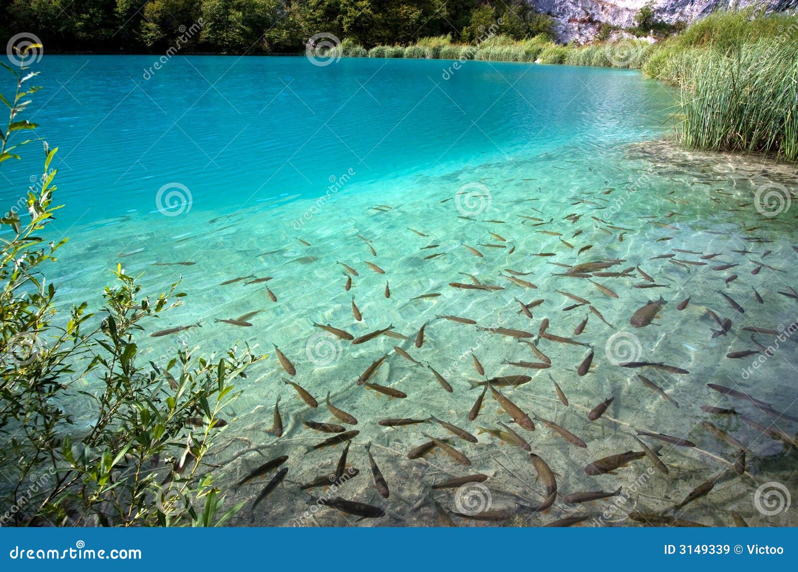 Fishes in the lake stock image. Image of animal, dace - 3149339