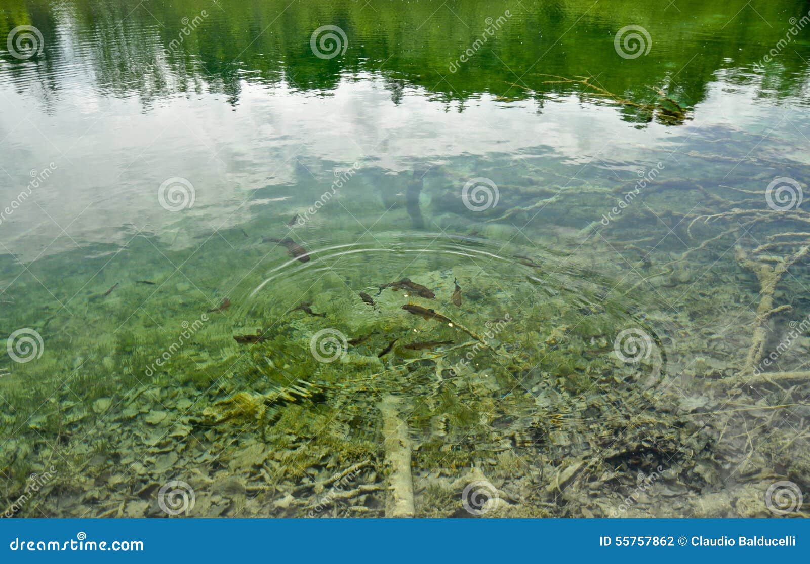 Fishes in the lake stock photo. Image of perch, leisure - 55757862