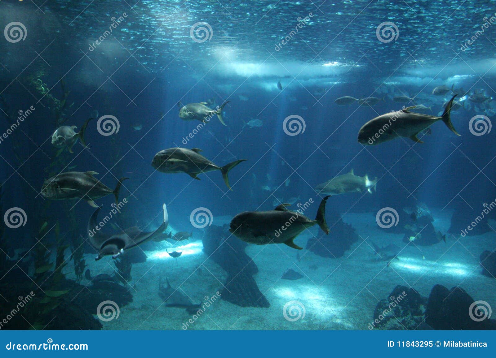 Fishes at Lisbon Oceanarium Stock Image - Image of fish, aquarium: 11843295