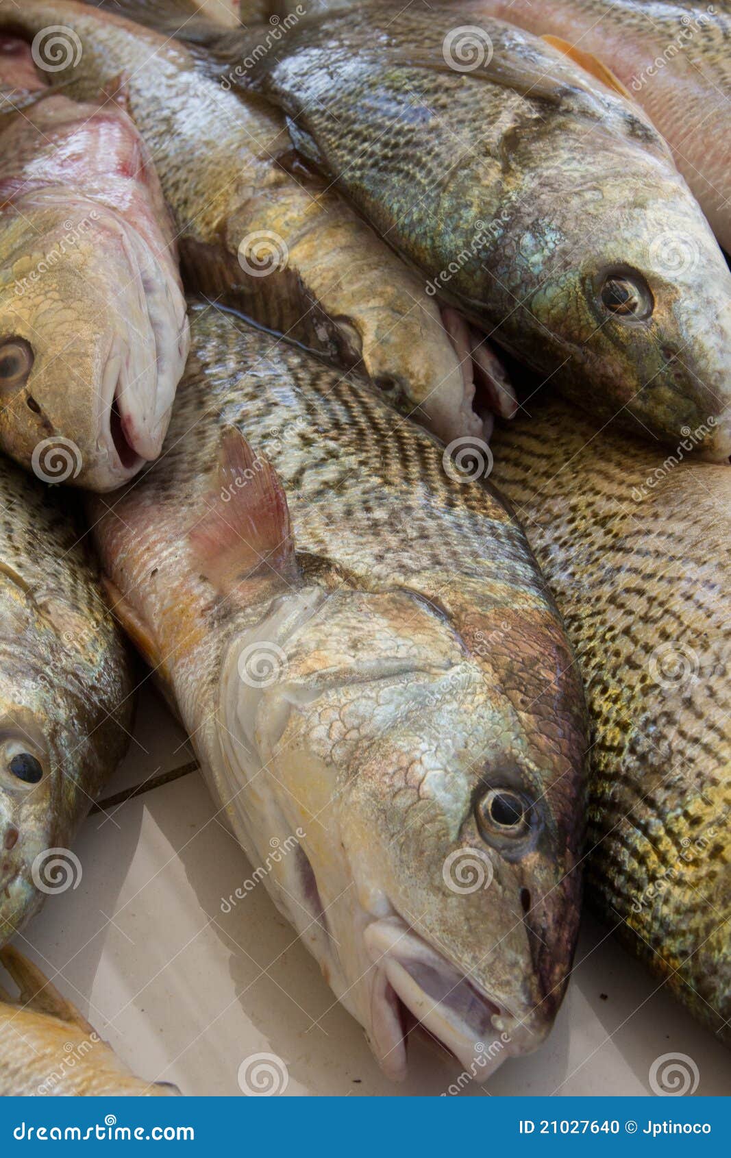 Fishes at a Market stock photo. Image of plentiful, fish - 21027640