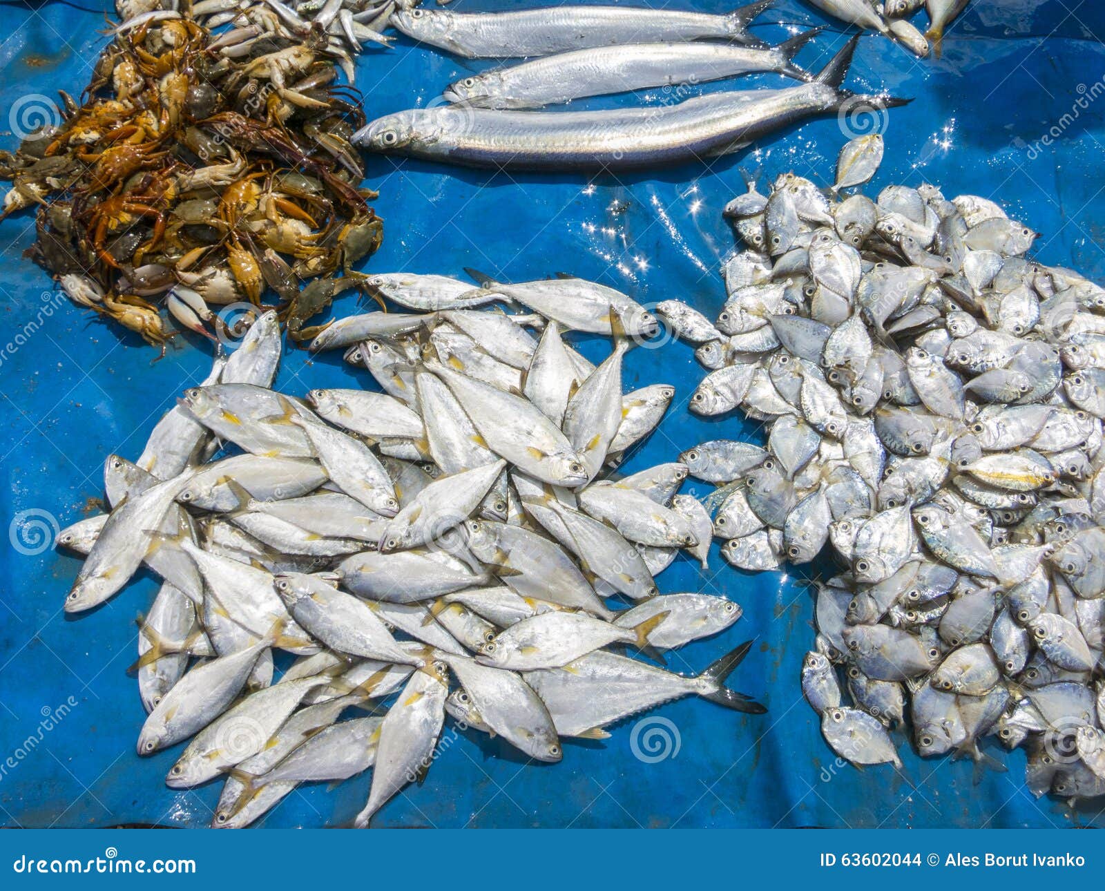 Fishes in market stock photo. Image of colorfull, colors - 63602044