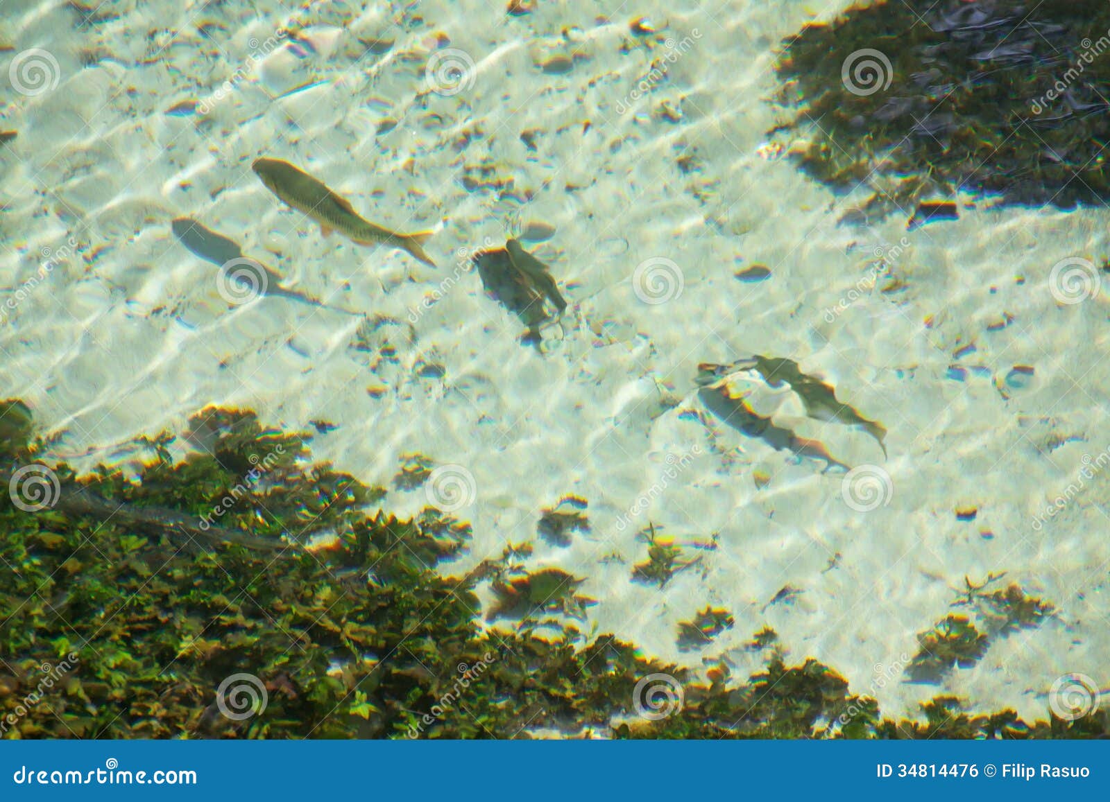 Fishes stock photo. Image of green, creature, eyes, group - 34814476