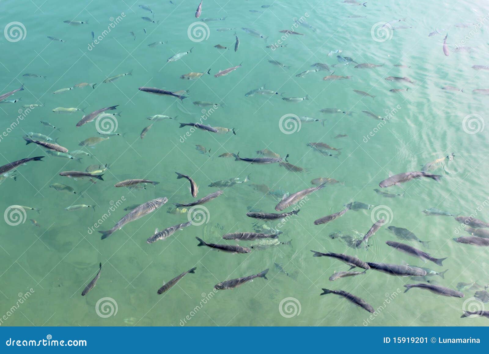 Fishes Mullet School in Mediterranean Saltwater Stock Image - Image of ...