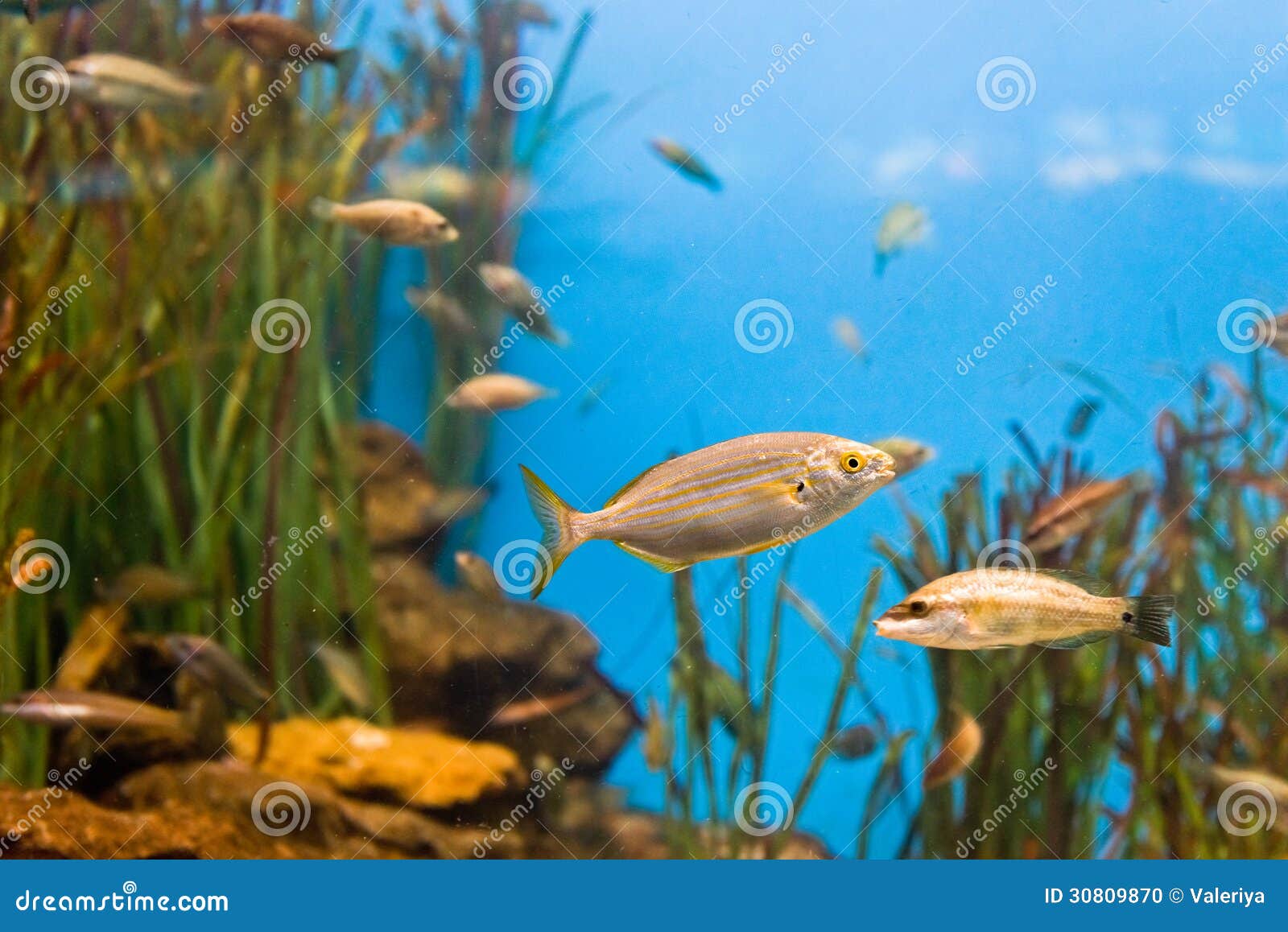 Fishes in Natural Environment Stock Photo - Image of scuba, nasty: 30809870