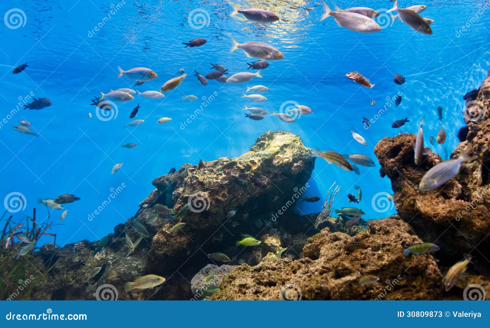 Fishes in Natural Environment Stock Image - Image of fear, exploration ...