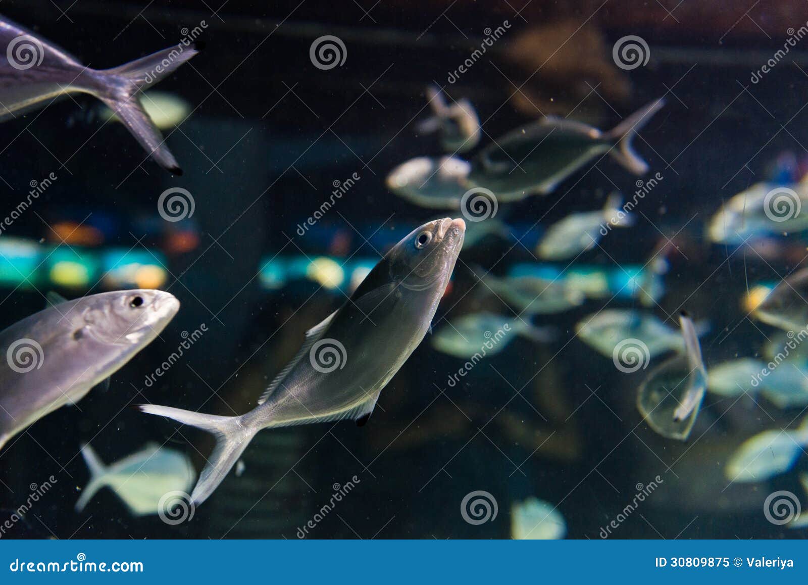 Fishes in Natural Environment Stock Image - Image of marine, fang: 30809875