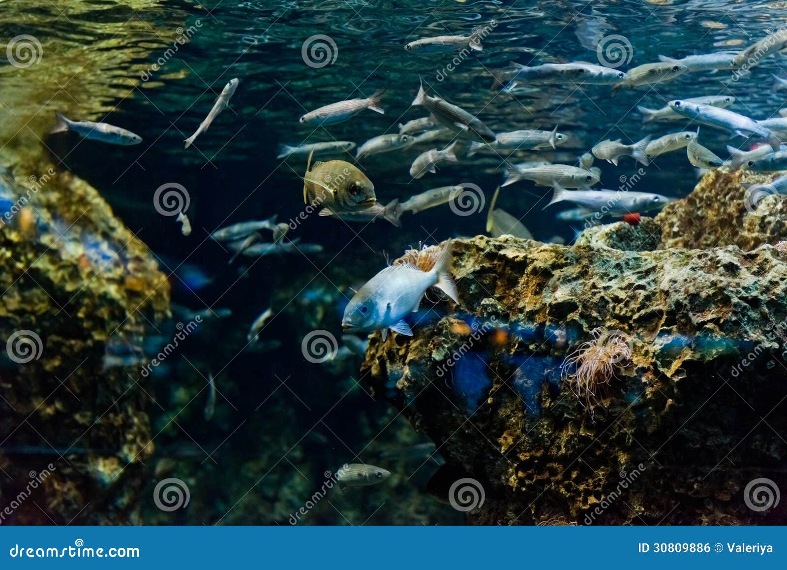 Fishes in Natural Environment Stock Photo - Image of reef, topical ...
