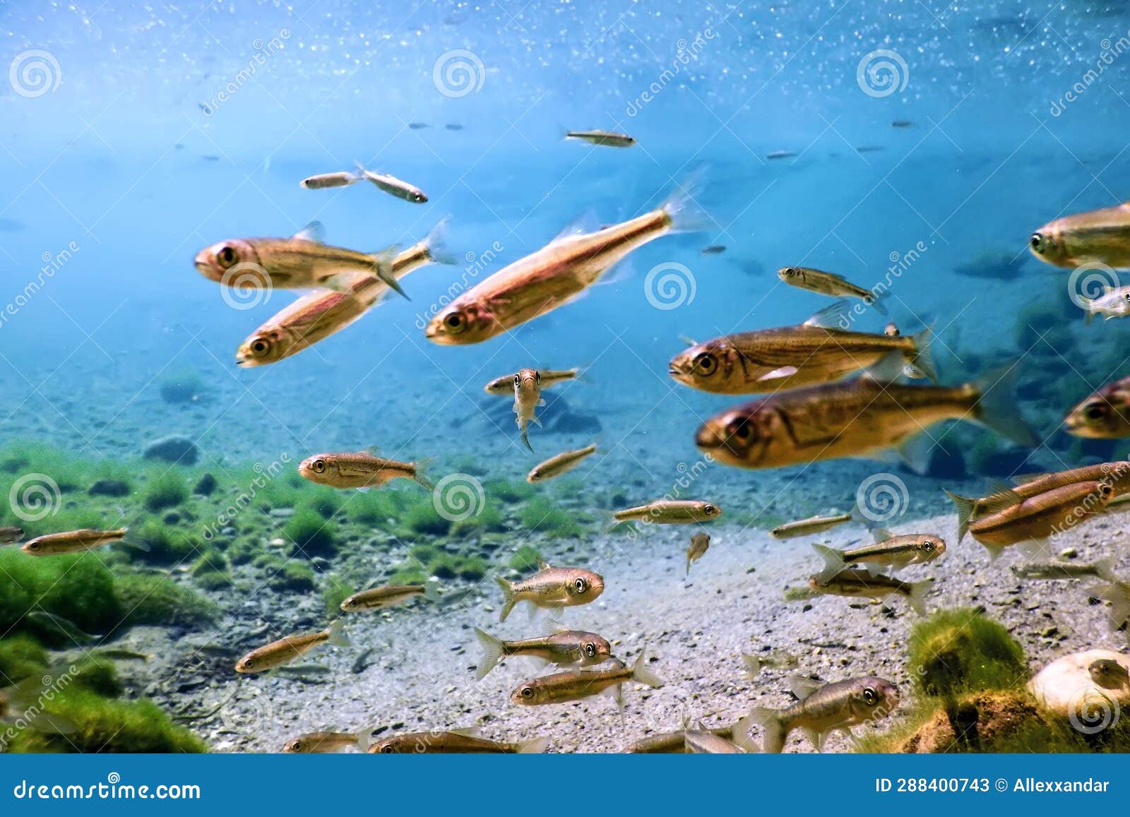 Fishes in Natural Habitat, Freshwater Fishes Stock Image - Image of ...