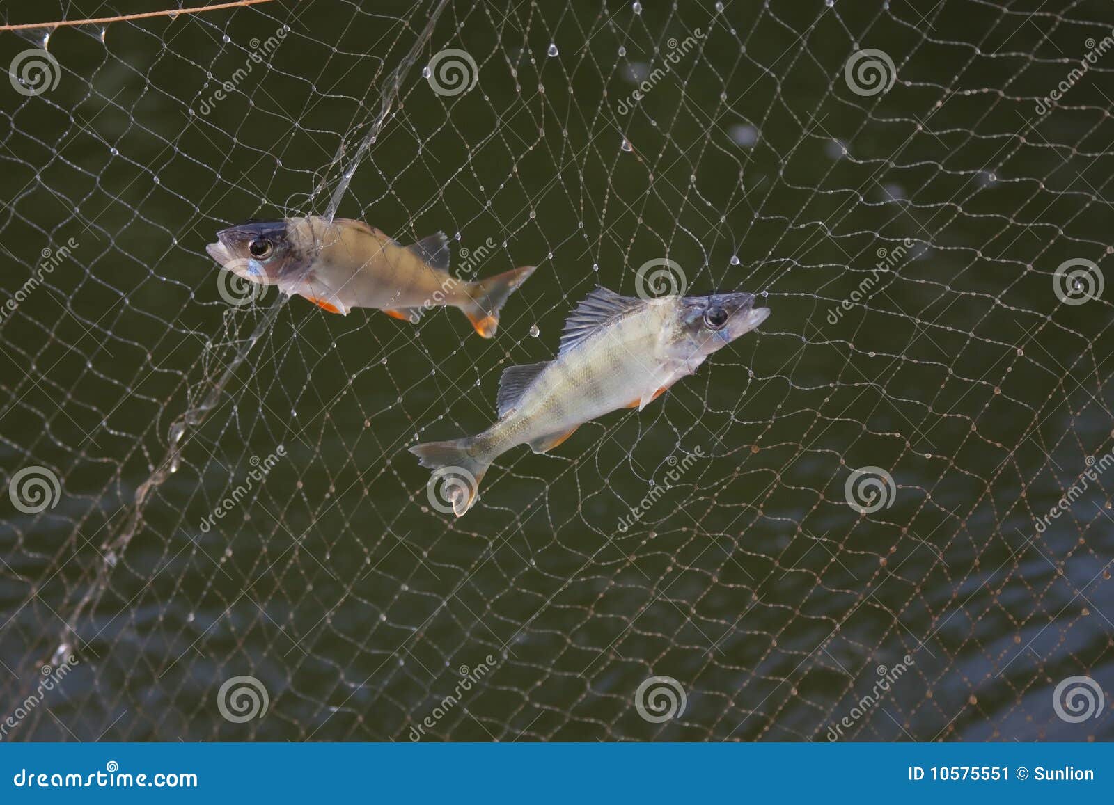 The fishes in net stock image. Image of drop, horizontal - 10575551