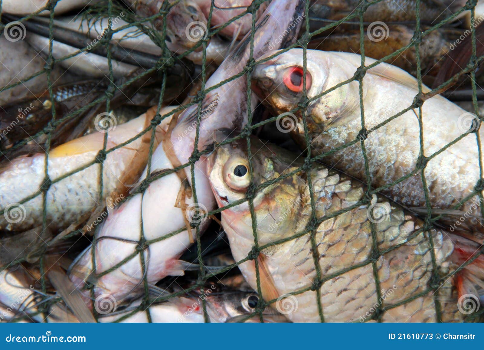 Fishes in the net stock image. Image of activity, freshwater - 21610773