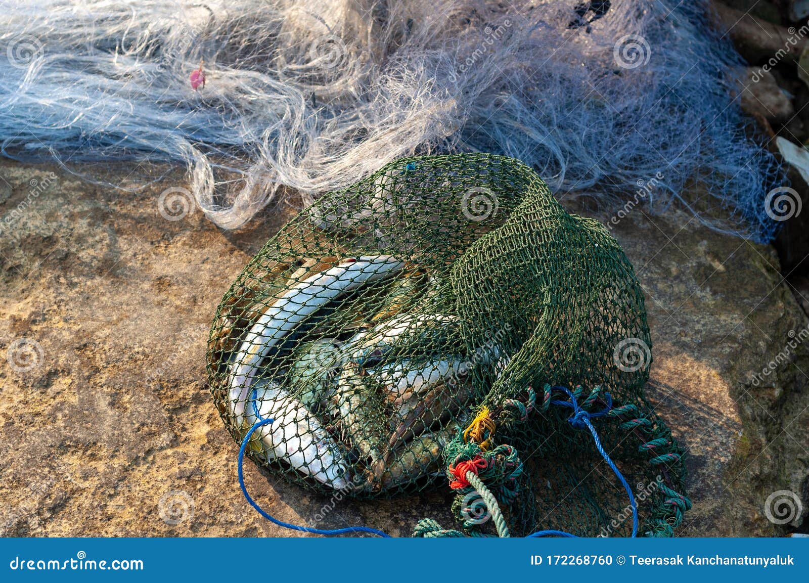 Fishes in Nets Sack, Thailand Fishery Stock Photo - Image of fishes ...