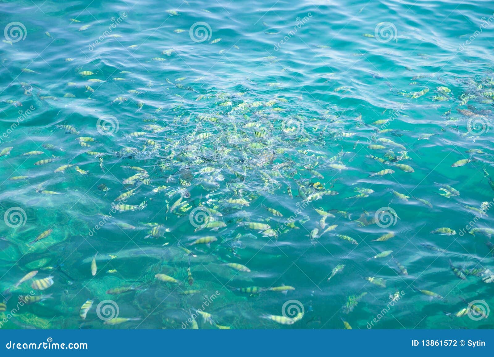 Fishes in ocean stock photo. Image of swimming, beautiful - 13861572