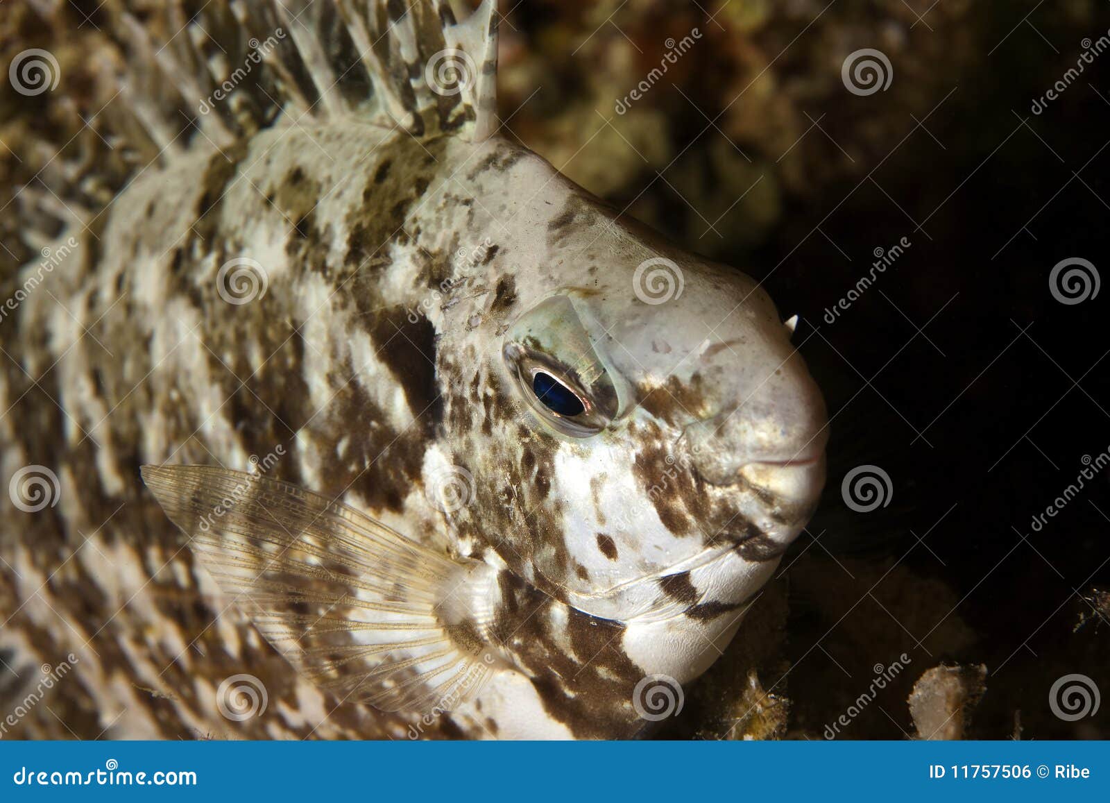 Fishes - Rabbit Fish stock photo. Image of predators - 11757506