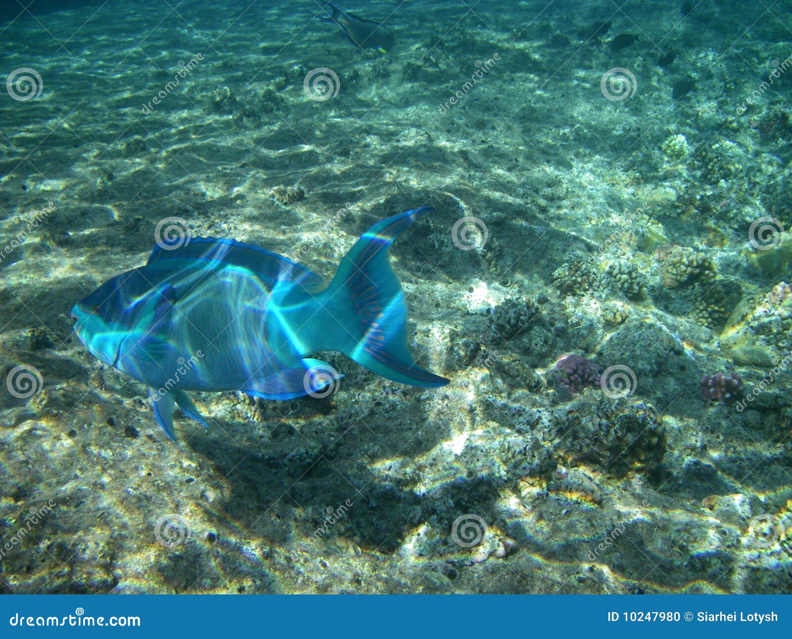 Fishes of red sea stock photo. Image of lagoon, blue - 10247980