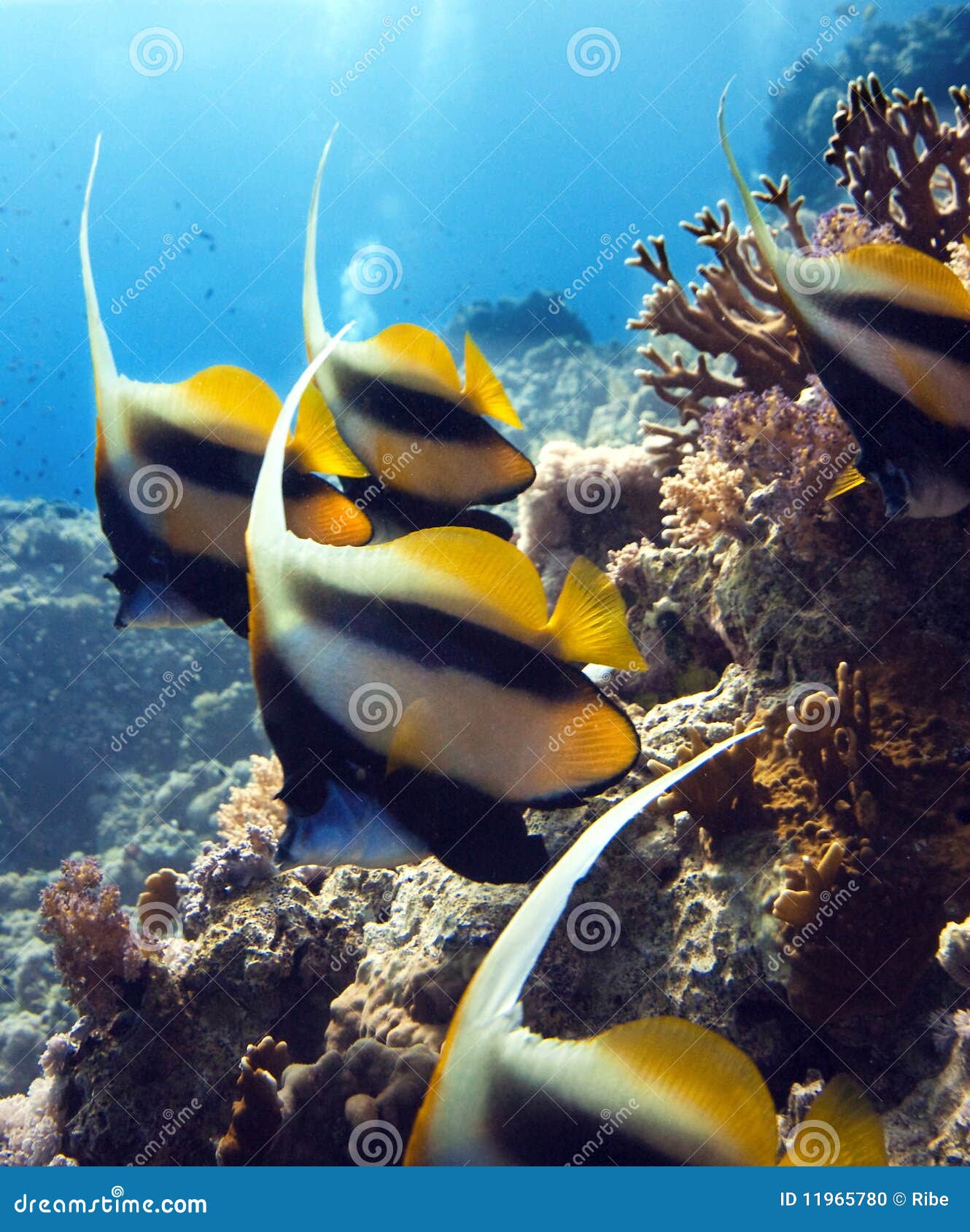 Fishes in the red sea stock photo. Image of animal, life - 11965780