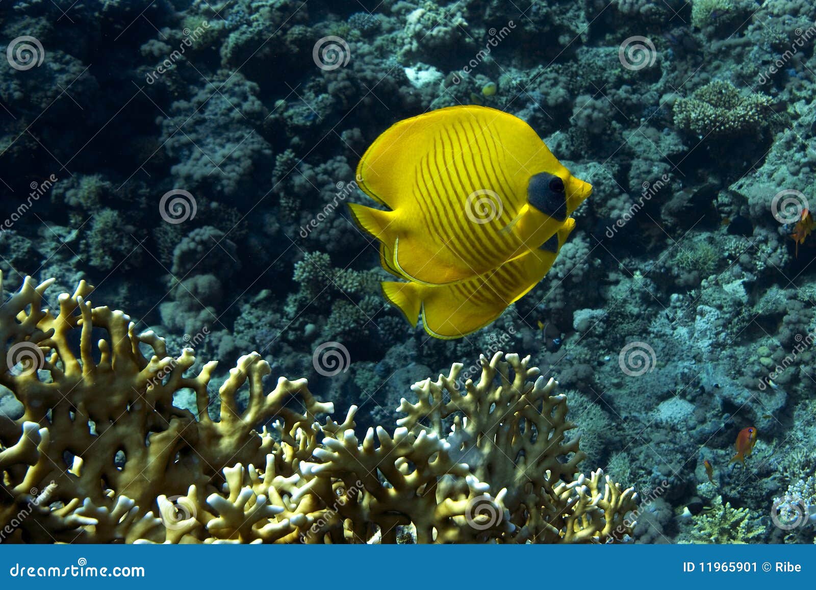 Yellow Fish in the red sea stock image. Image of aqua - 11965901