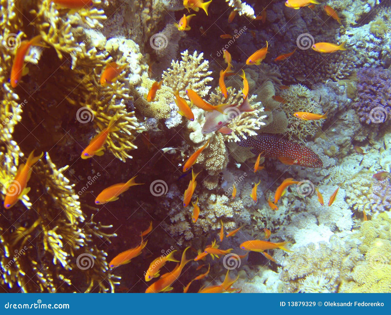 Fishes of Red sea. stock image. Image of freedom, aqua - 13879329