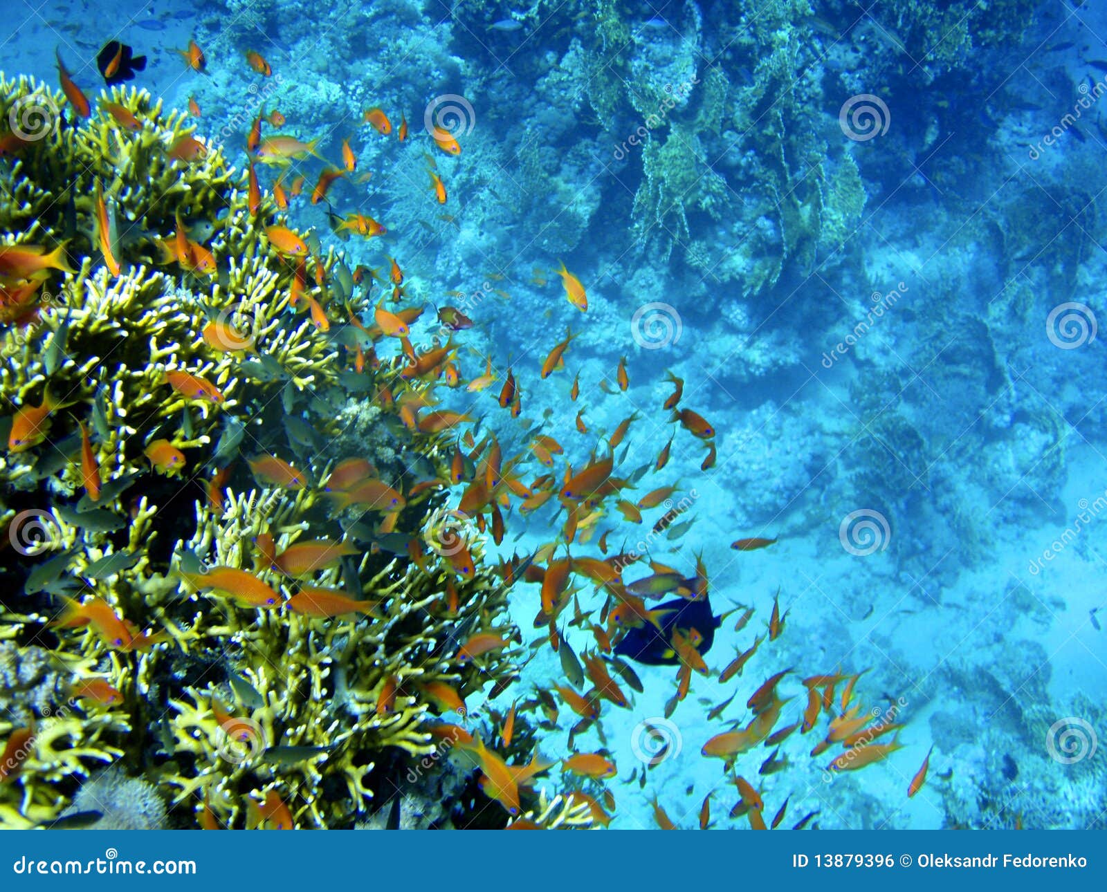Fishes of Red sea. stock photo. Image of animal, freedom - 13879396