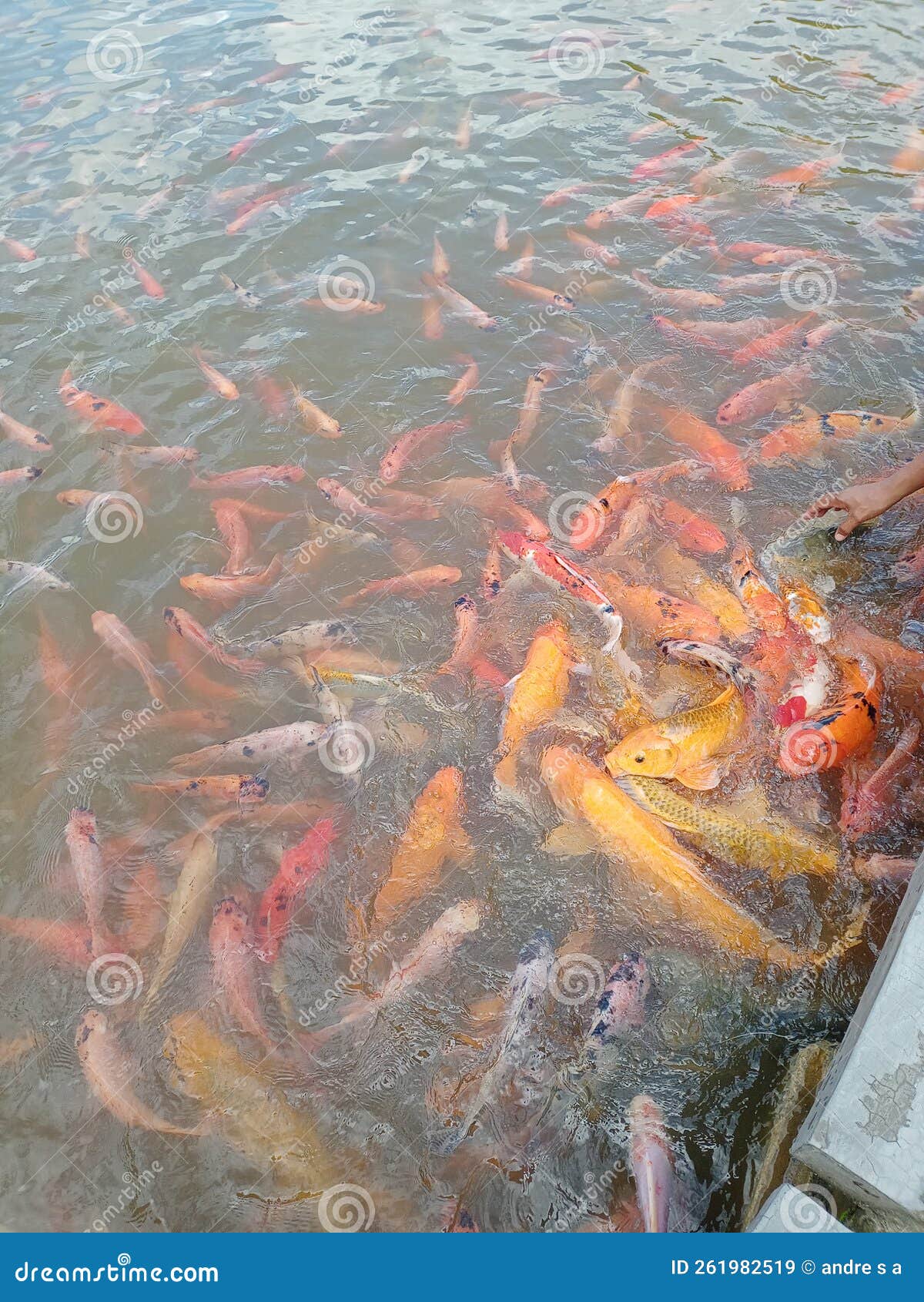 Fishes at the rivers stock image. Image of produce, feed - 261982519