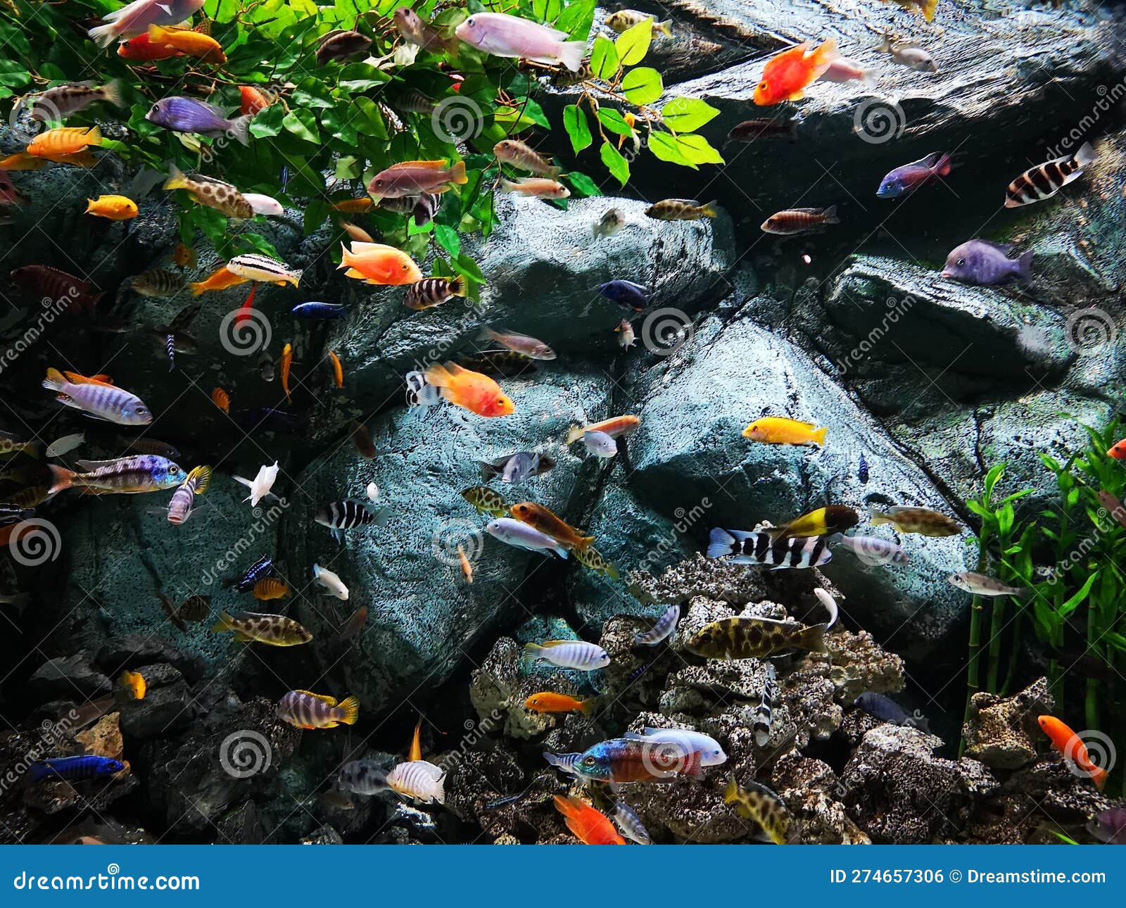 Fishes and rocks stock photo. Image of colorful, fishes - 274657306