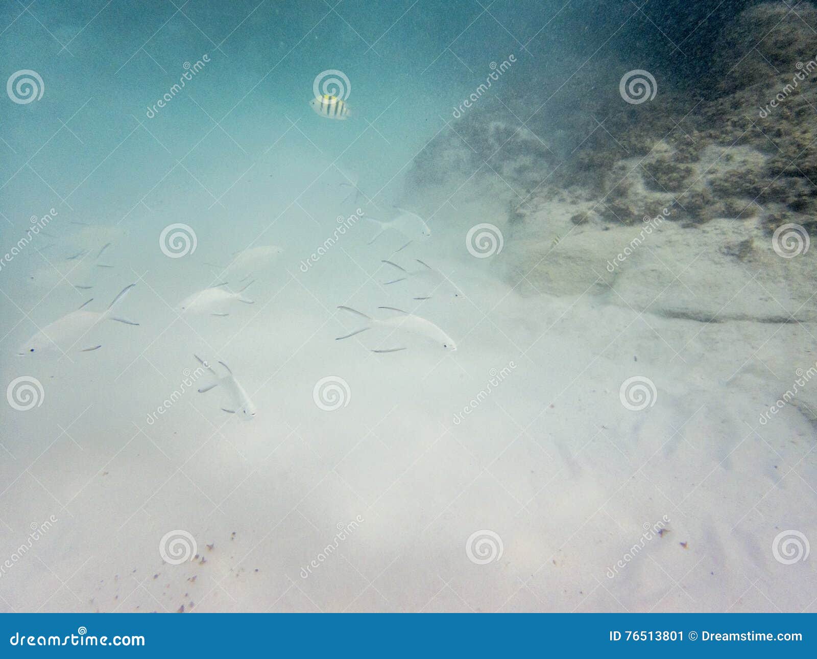 Fishes on sandy seabed stock image. Image of sandy, tropical - 76513801