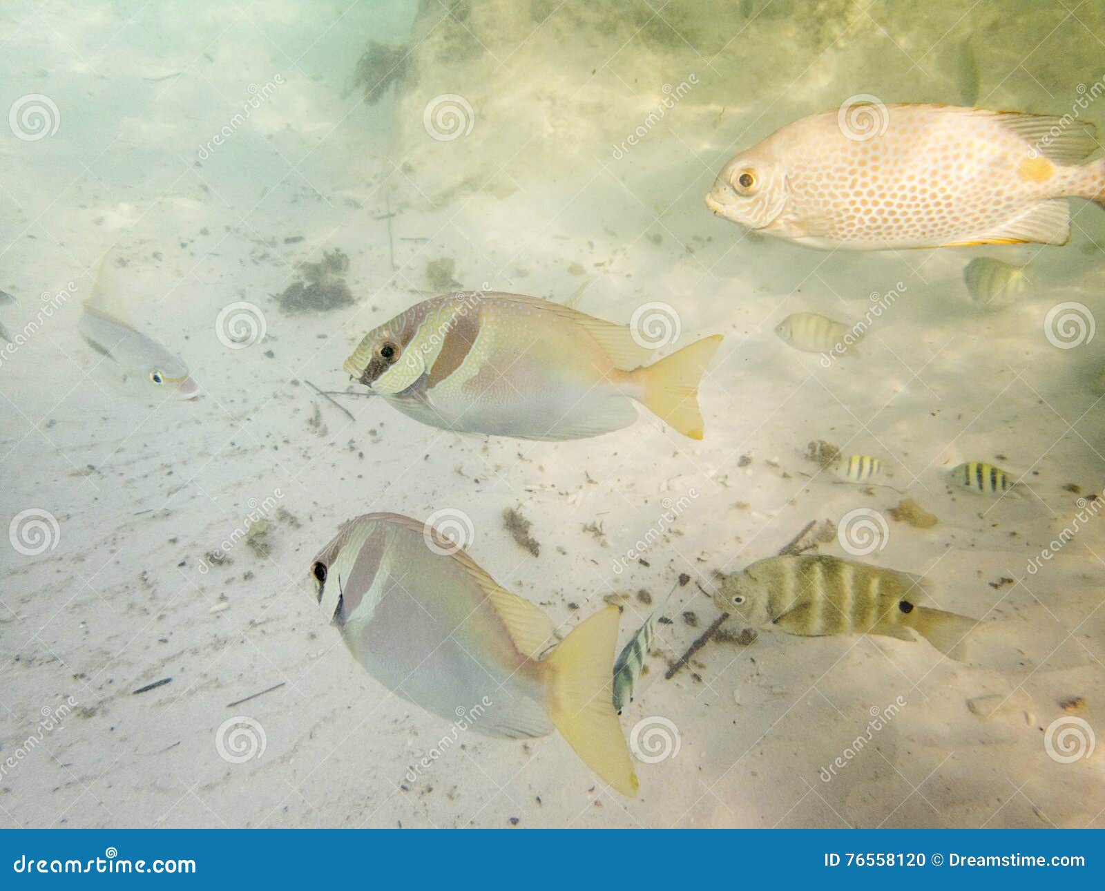 Fishes on sandy seabed stock photo. Image of sandy, water - 76558120