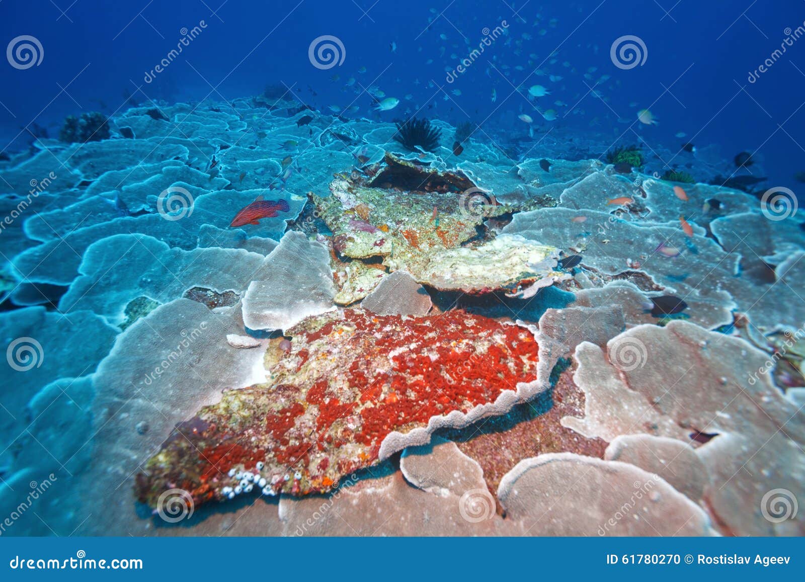 Fishes and Sea Bottom of Ecosystem Stock Photo - Image of coral ...