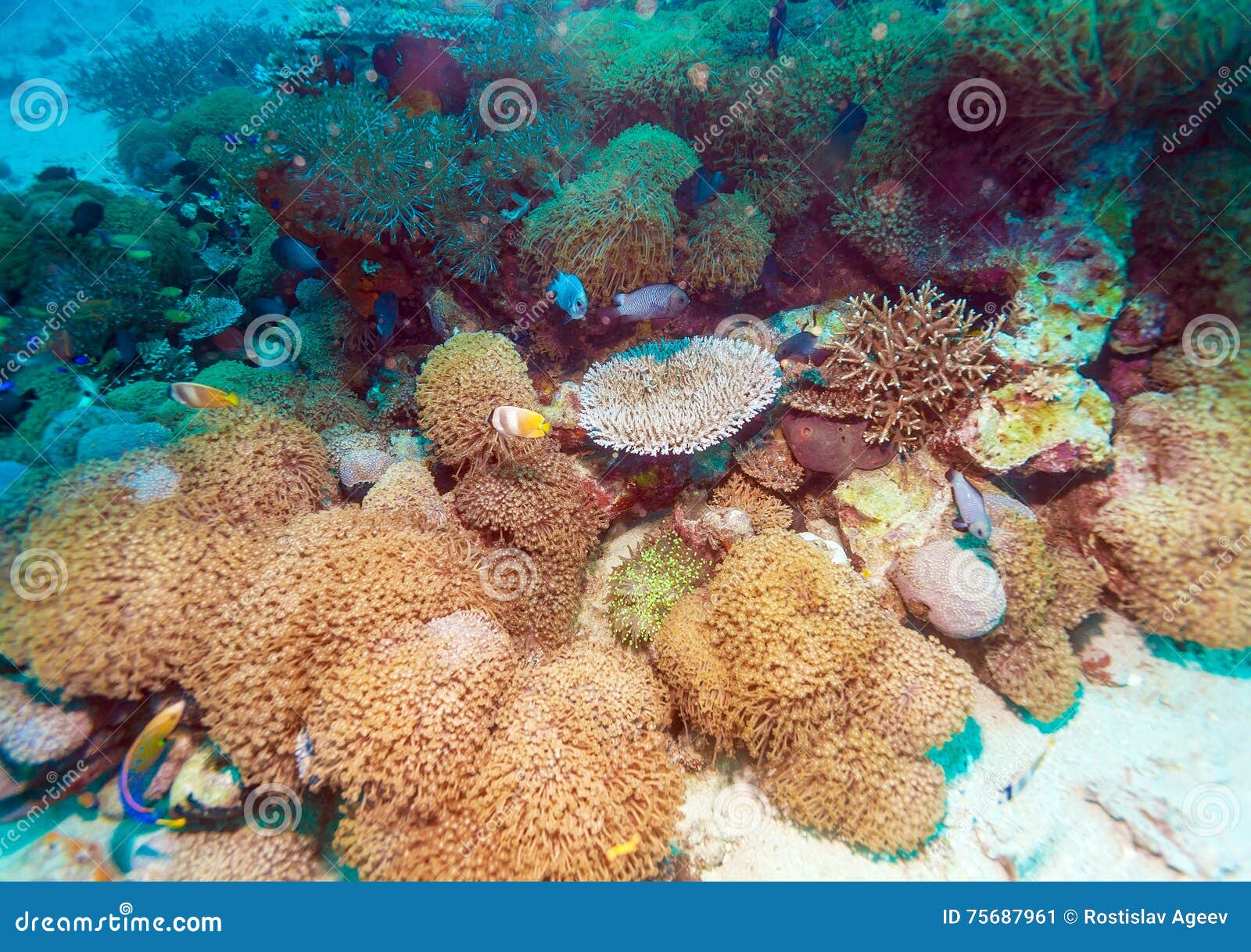 Fishes and Sea Bottom of Ecosystem Stock Image - Image of natural ...