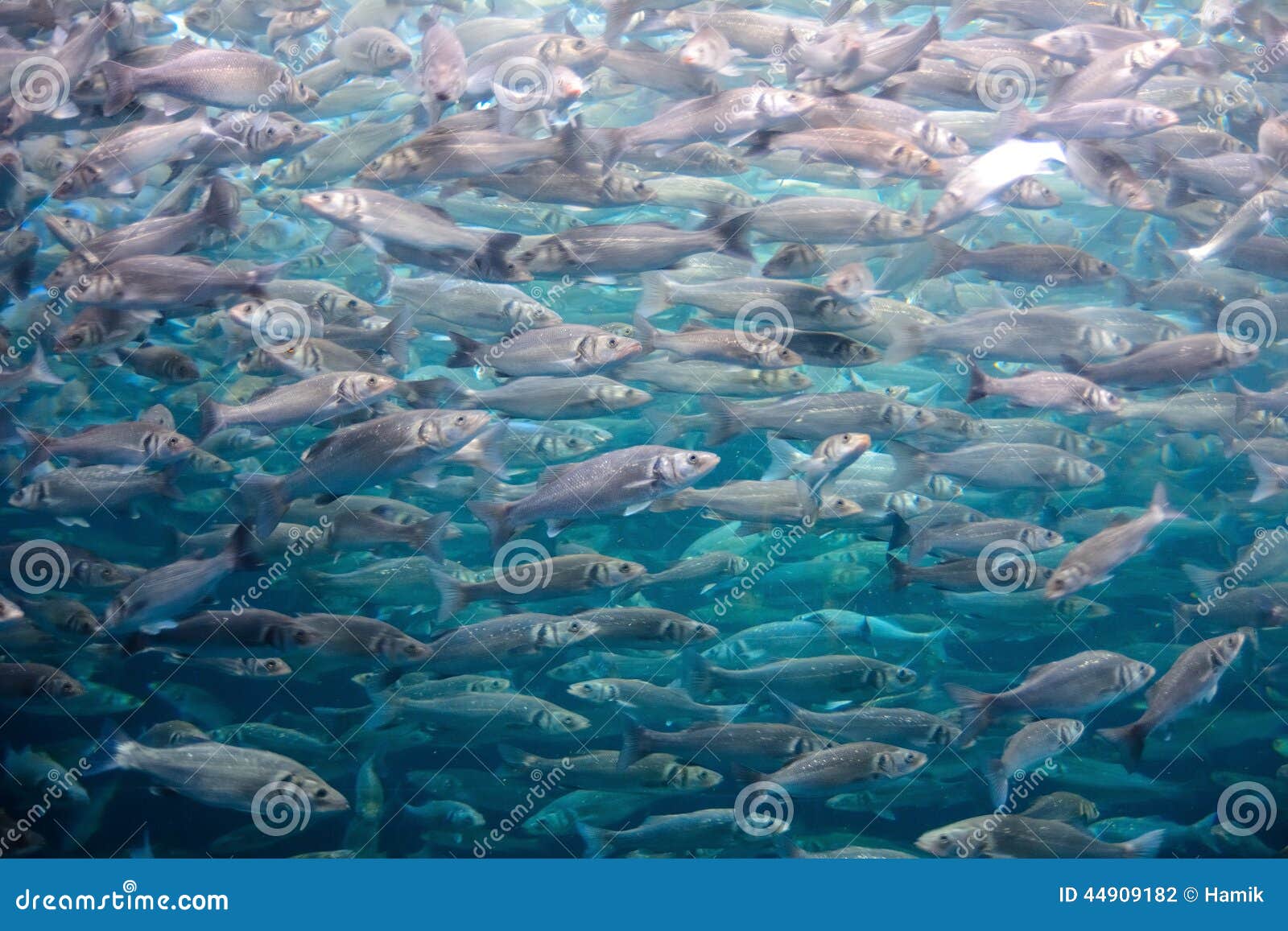 Fishes stock photo. Image of nature, underwater, ocean - 44909182