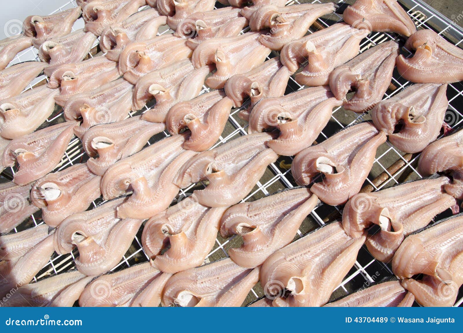 Fishes (snake-head fish) stock image. Image of fish, aquatic - 43704489