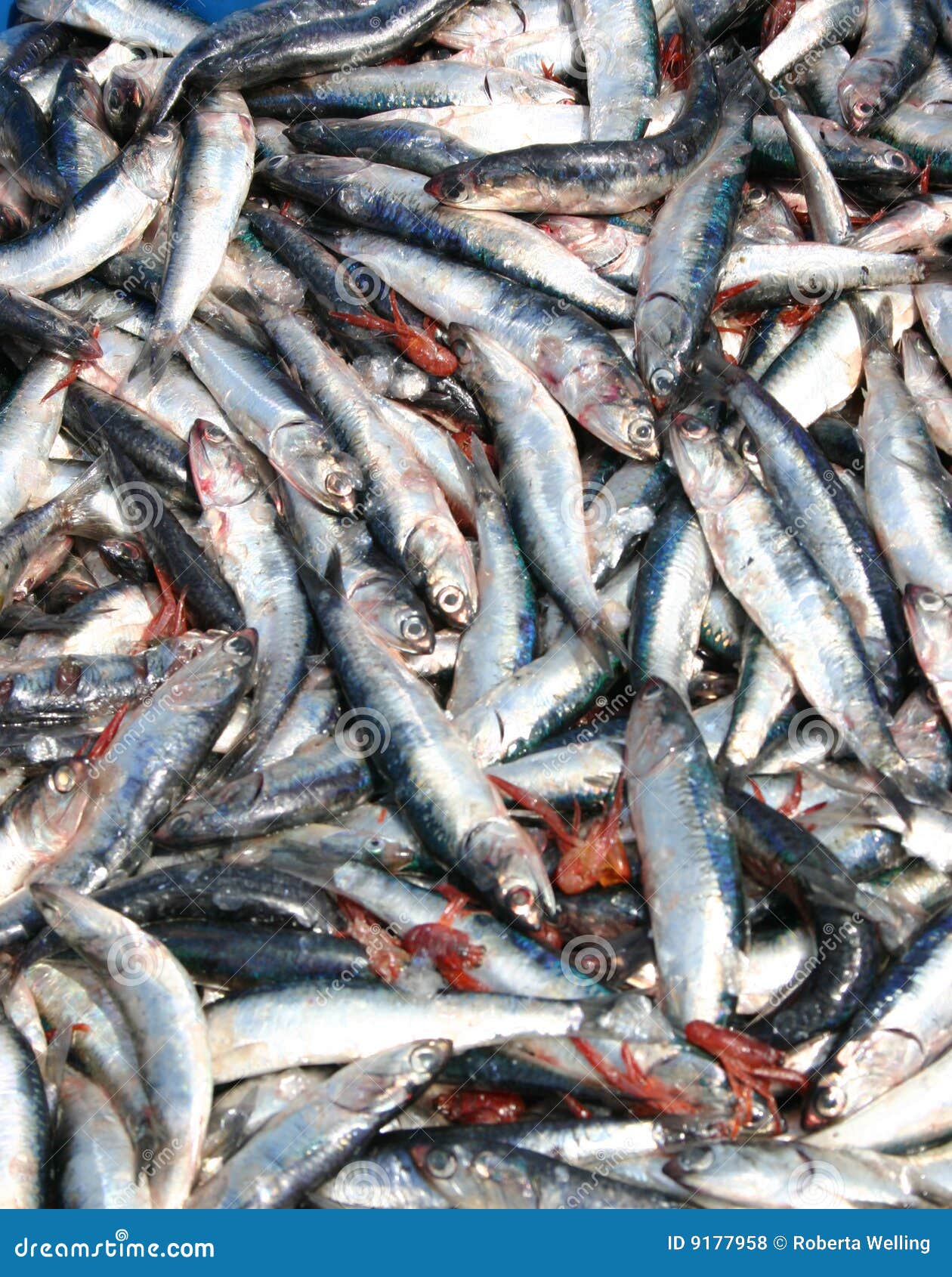 Fishes & Squids - Catch of the Day Stock Photo - Image of bait, catch ...