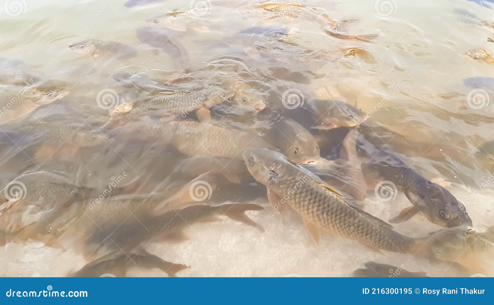 Fishes Swimming Inside the Water. Fishes Animal. Stock Image - Image of ...