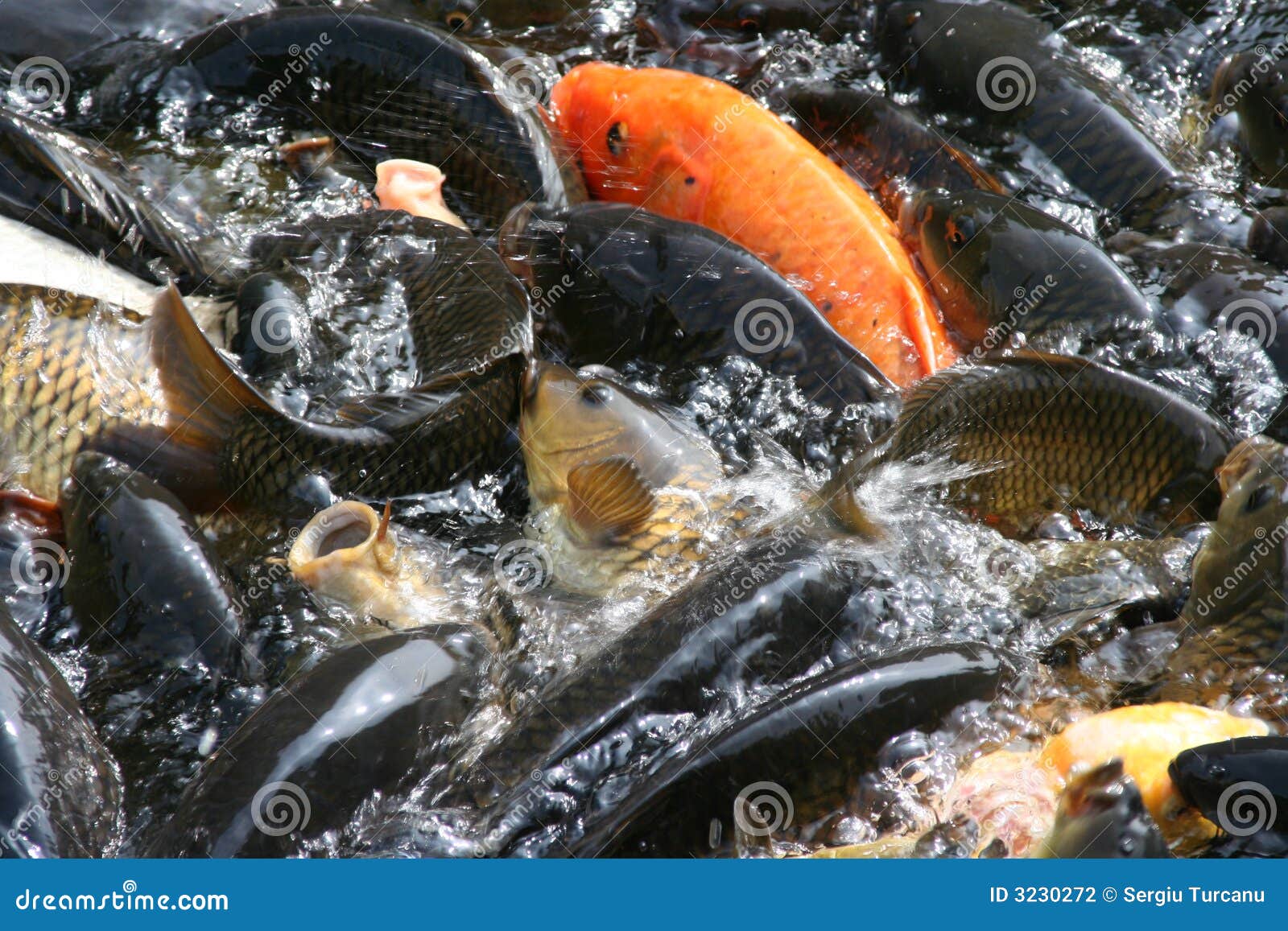 Fishes Swimming in the Pound Stock Photo - Image of underwater, china ...