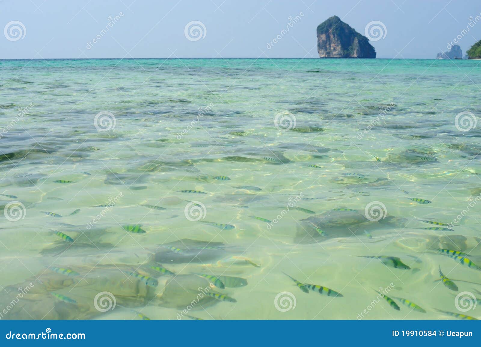 Fishes swimming in the sea stock photo. Image of aqua - 19910584