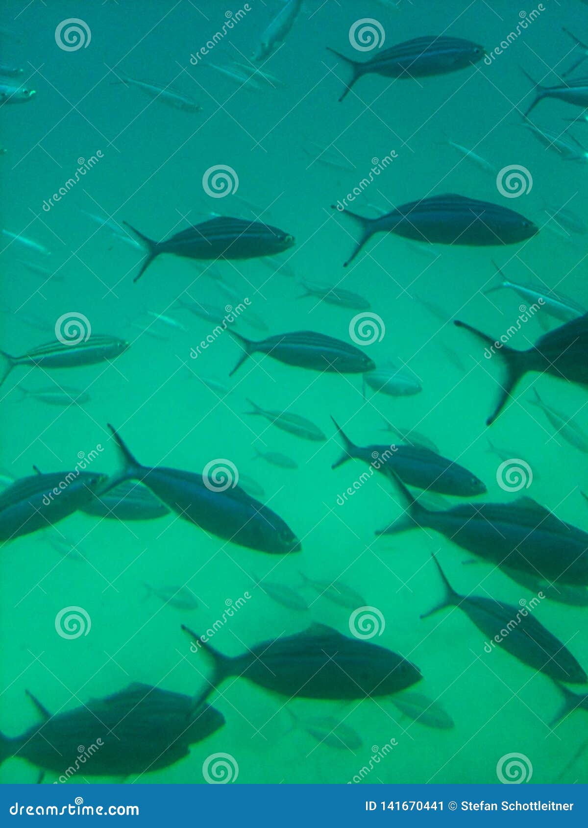 Inside Submarine Fish