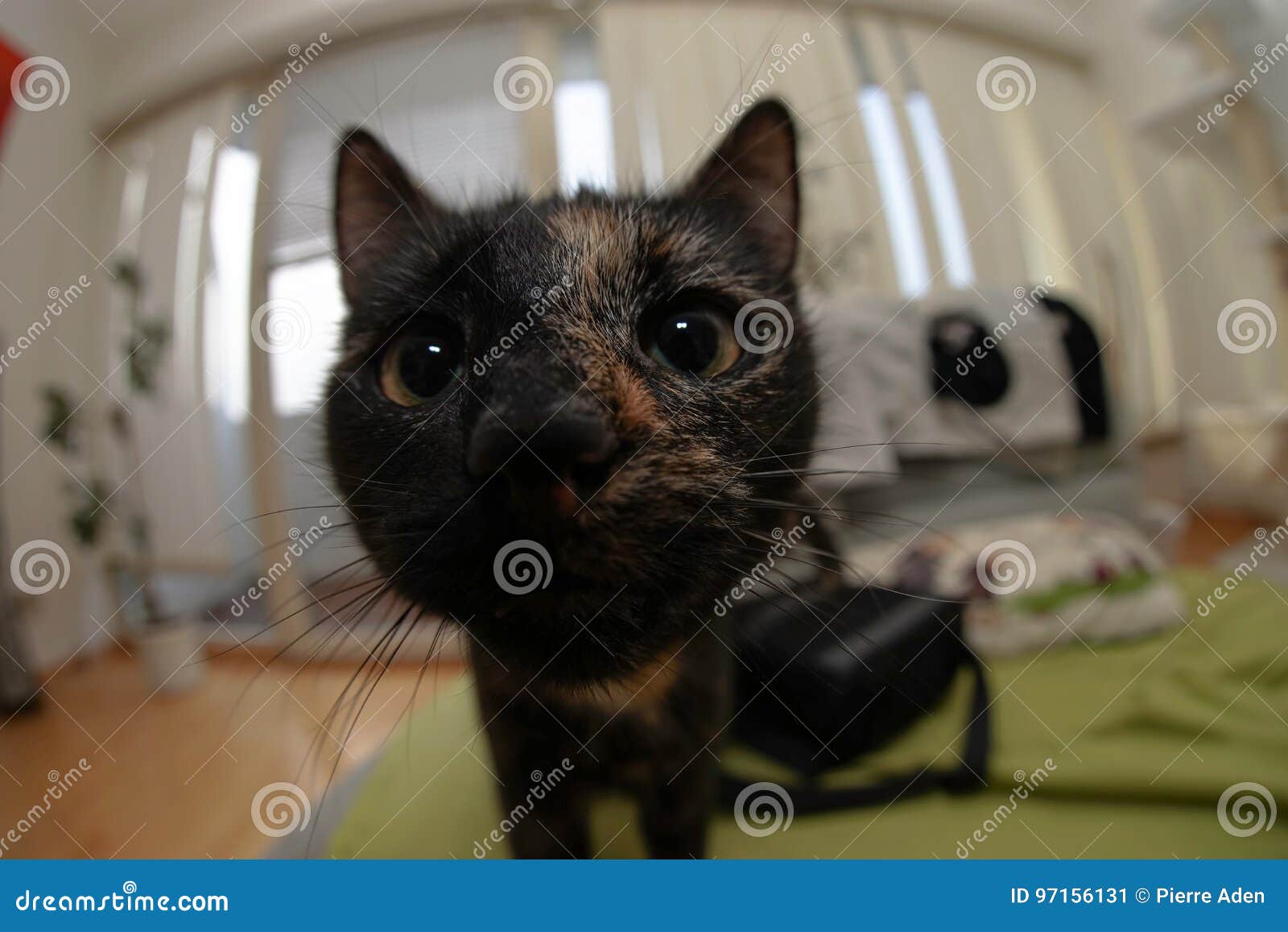Fisheye cat stock image. Image of mammal, fisheye, charming - 97156131