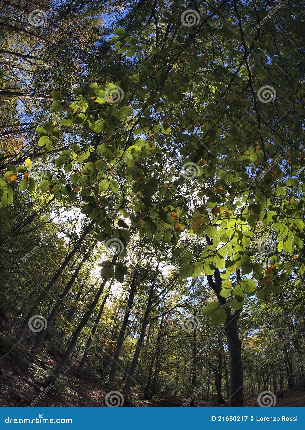 Fisheye forest landscape stock image. Image of fisheye - 21680217
