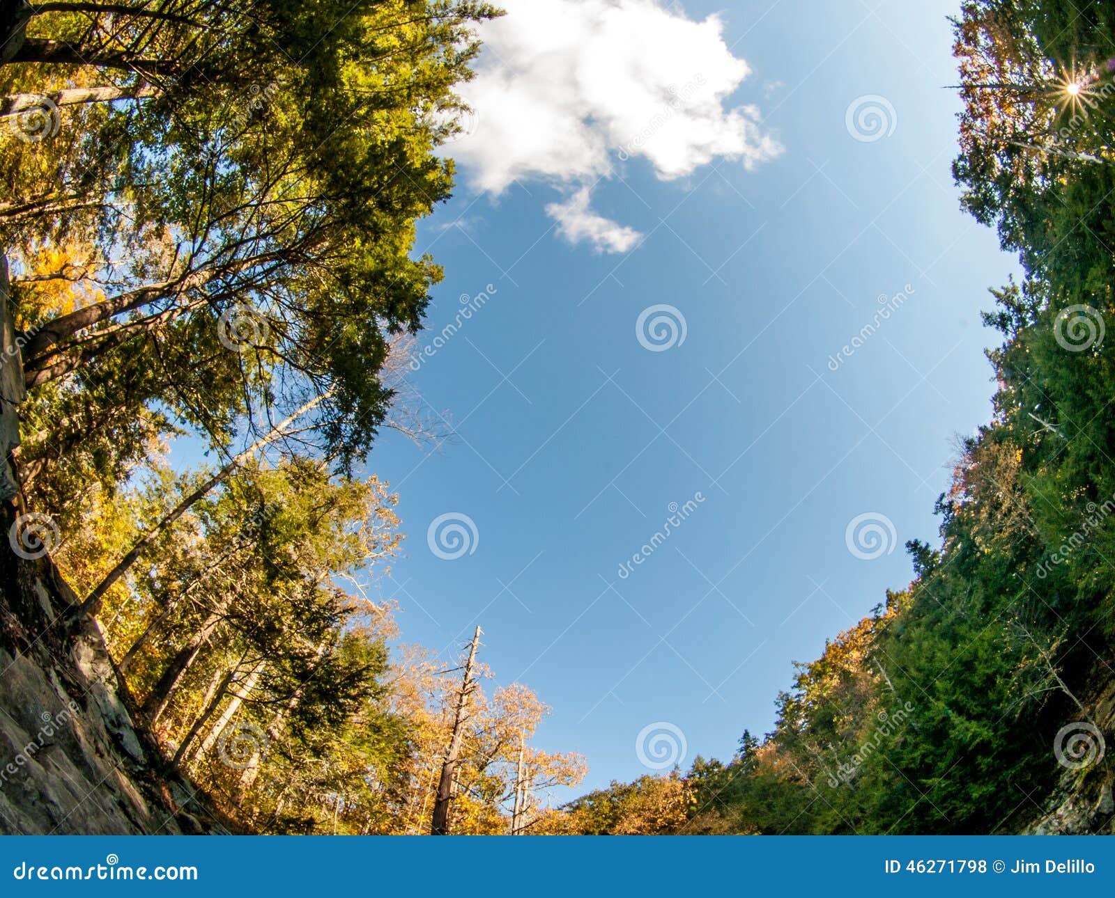 Fisheye Forest stock photo. Image of central, forest - 46271798