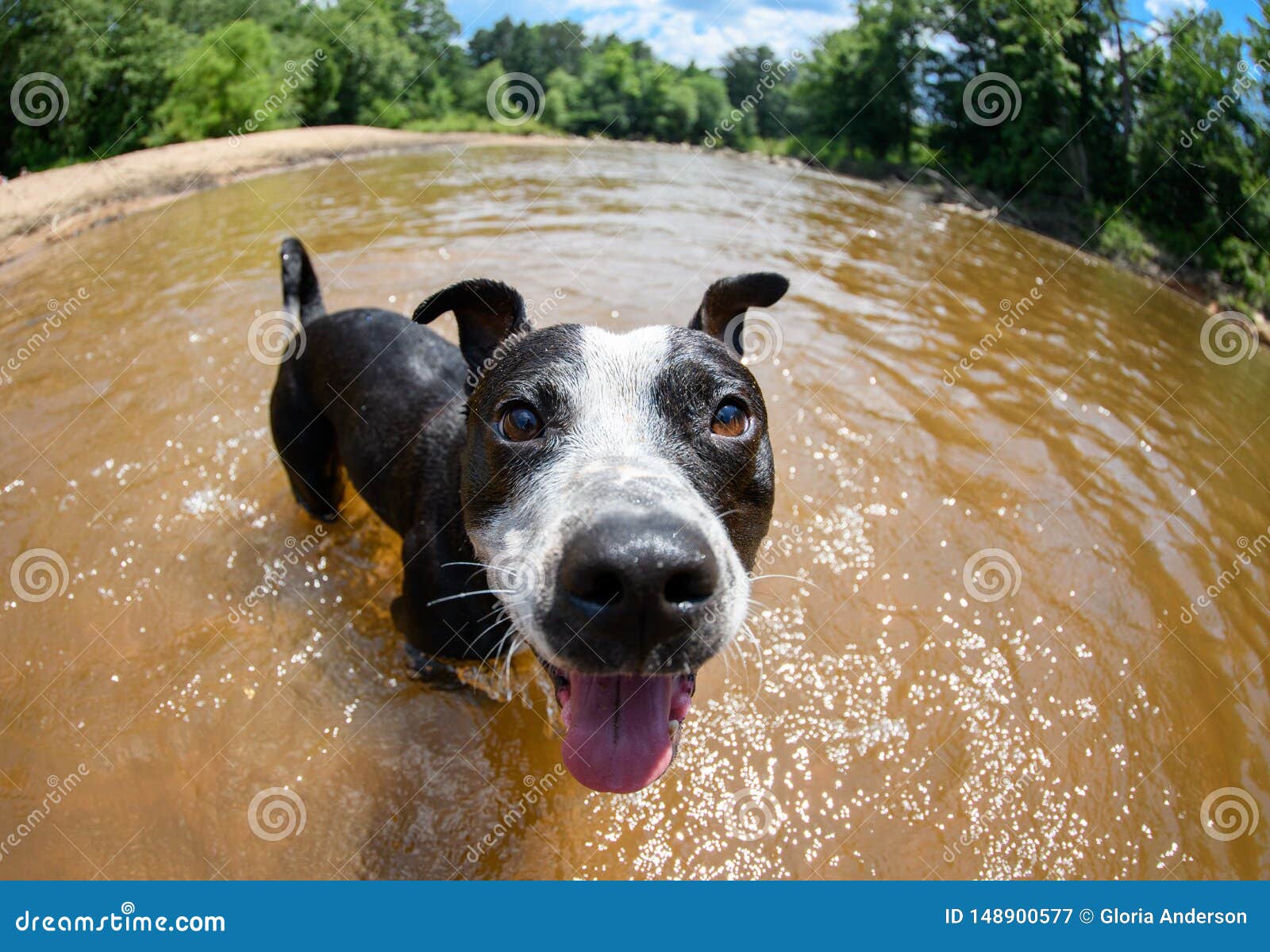 Fisheye fun at the river stock image. Image of smiling - 148900577