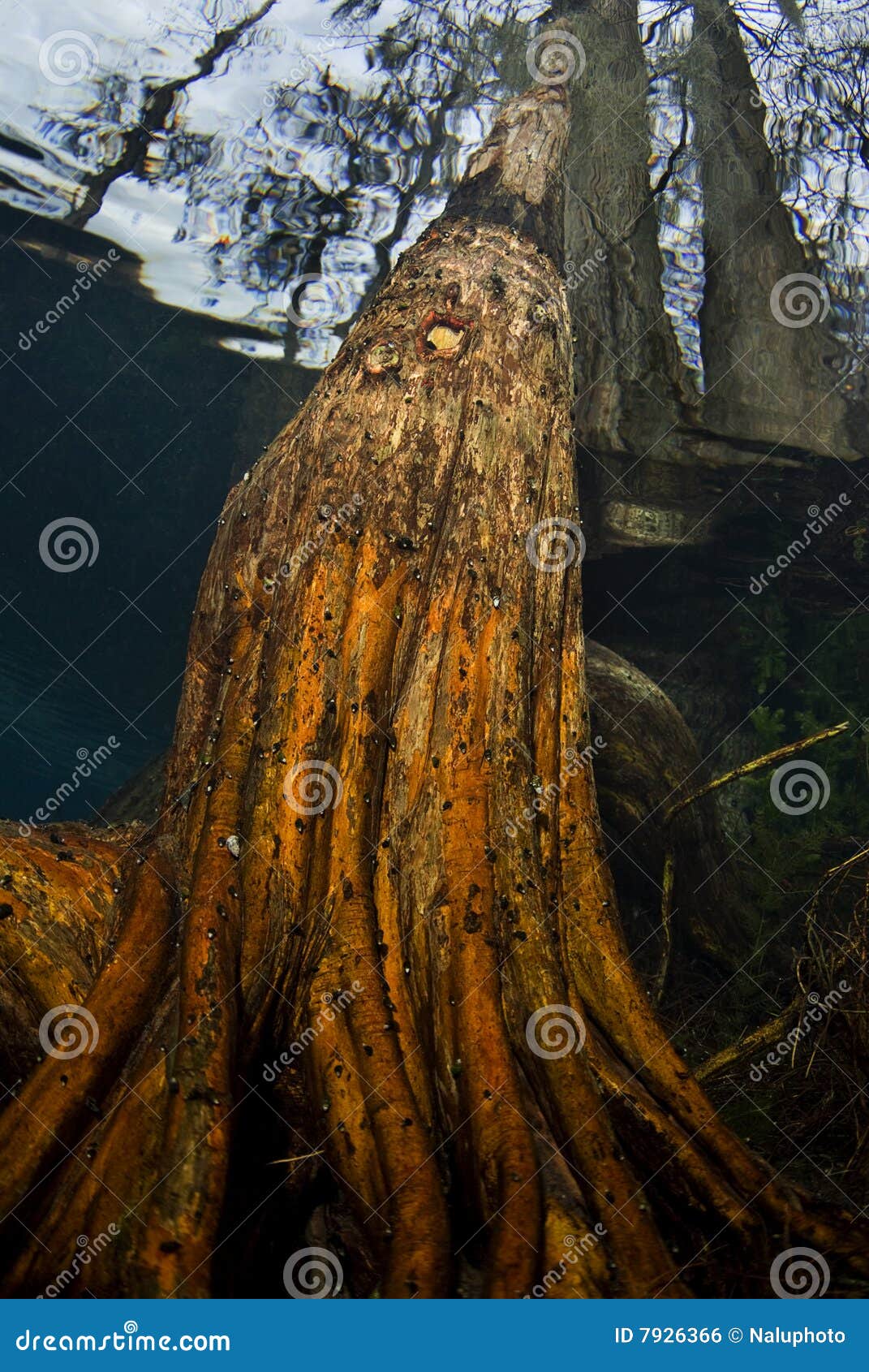 Fisheye Tree Roots stock photo. Image of fish, tree, freshwater - 7926366