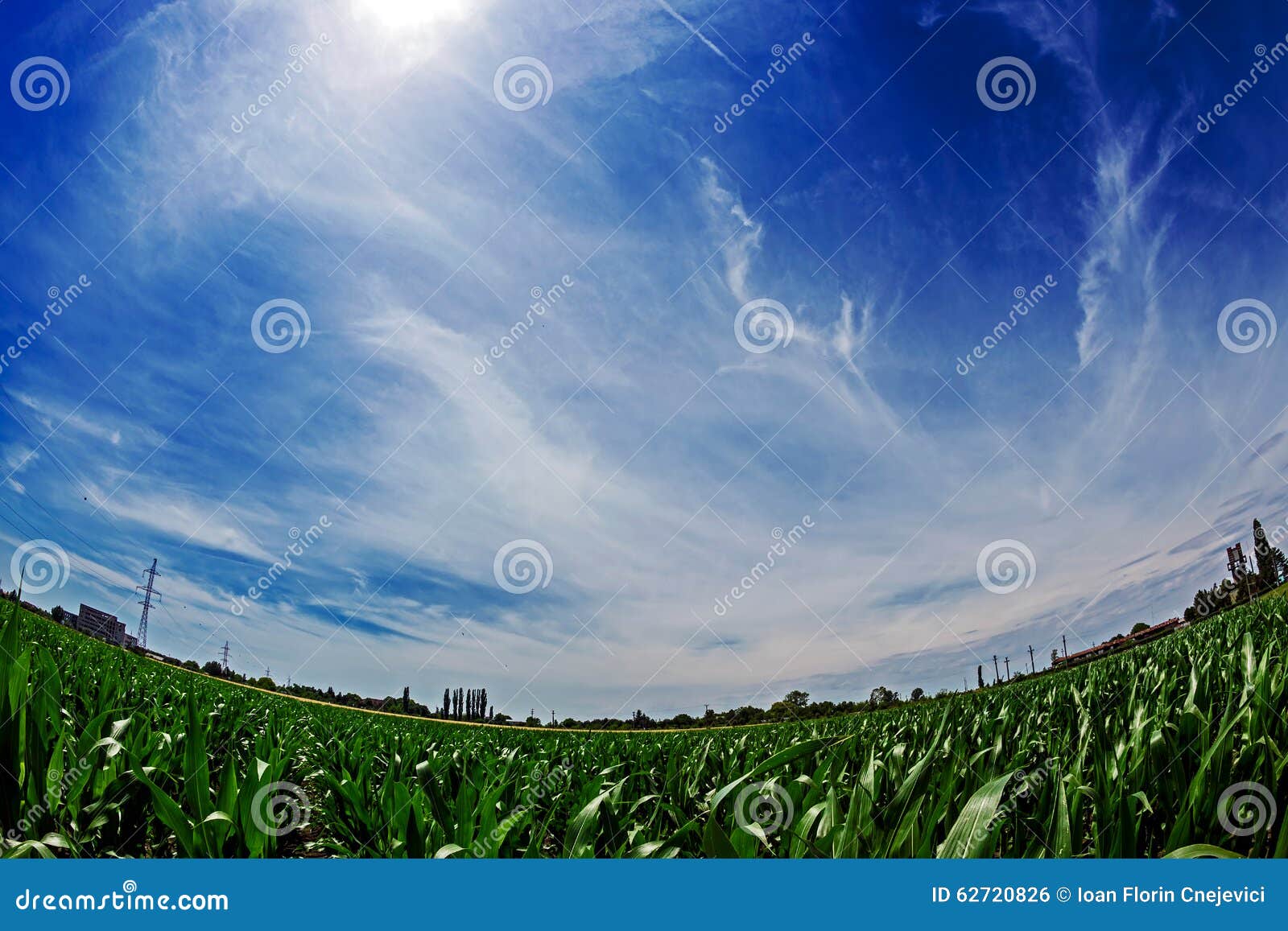 Fisheye View at a Cornfield Stock Photo - Image of agriculture, maize ...