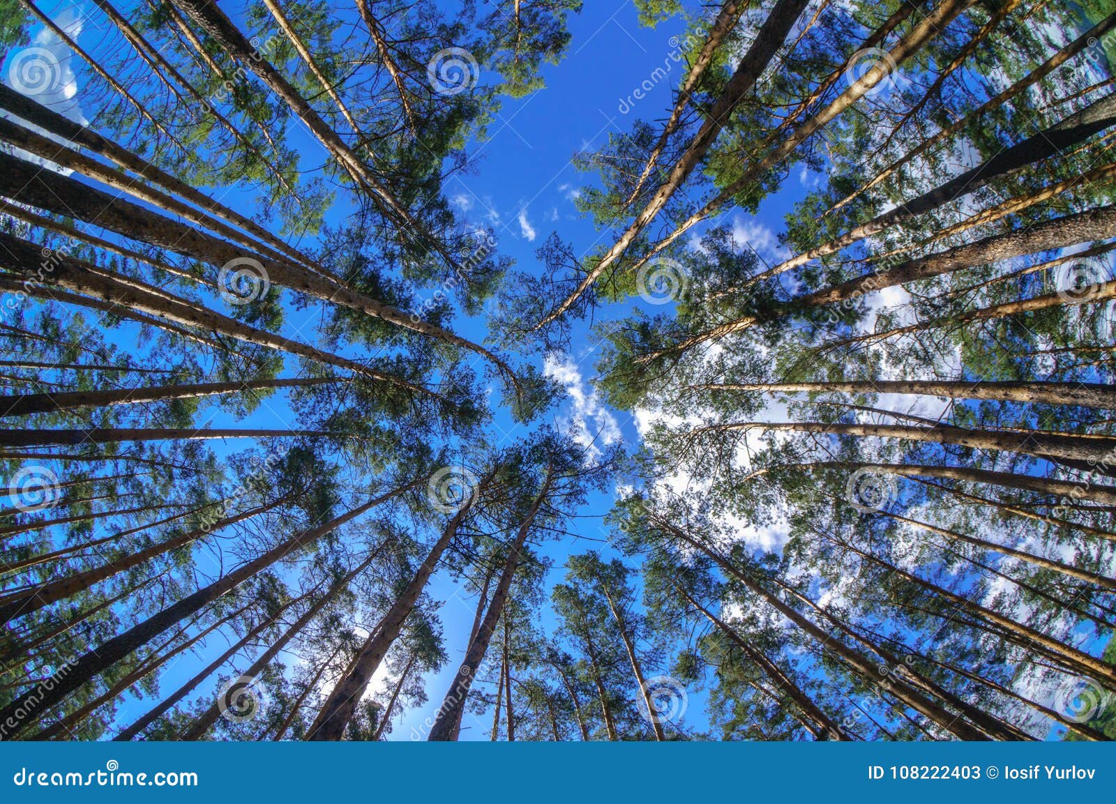 Fisheye View of Dense Pine Tree Forest Stock Image - Image of breathe ...
