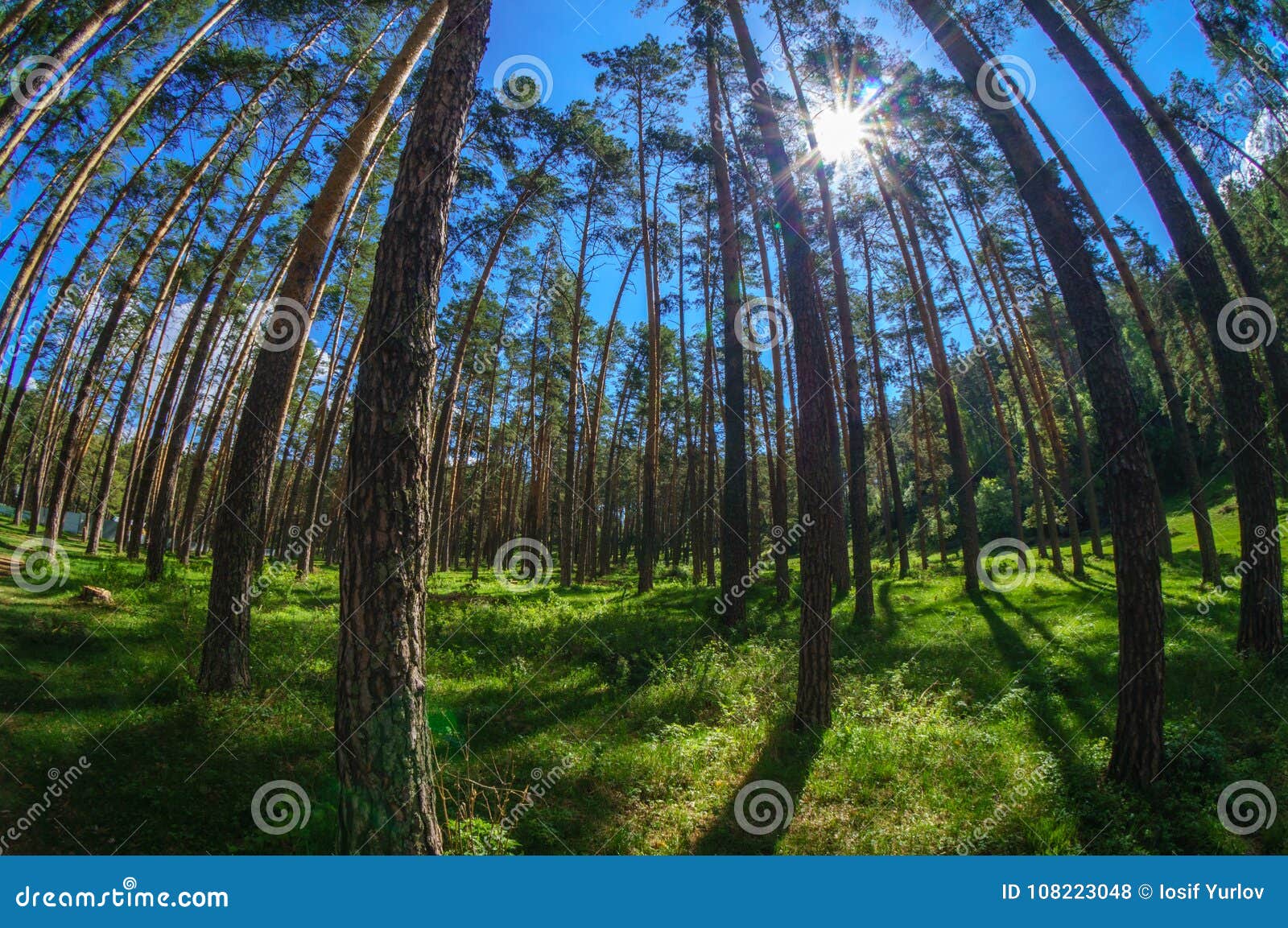 Fisheye View of Dense Pine Tree Forest Stock Photo - Image of palisade ...