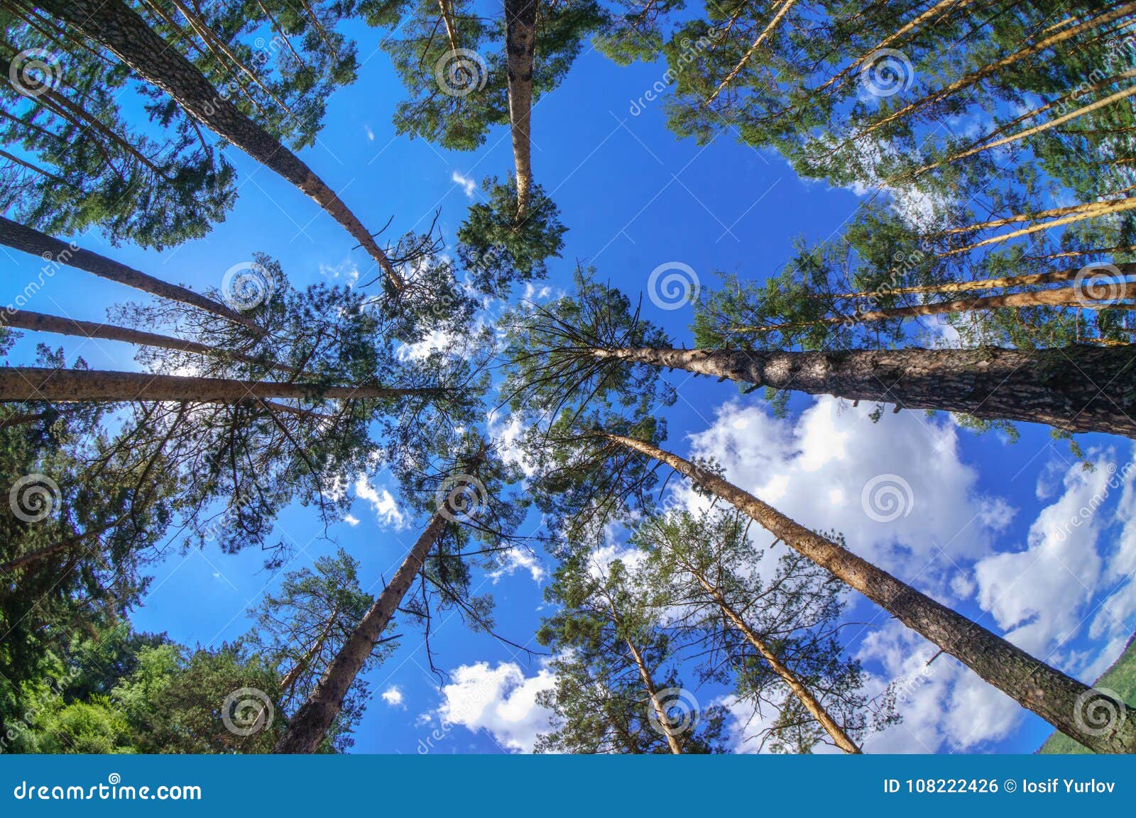 Fisheye View of Dense Pine Tree Forest Stock Photo - Image of morning ...